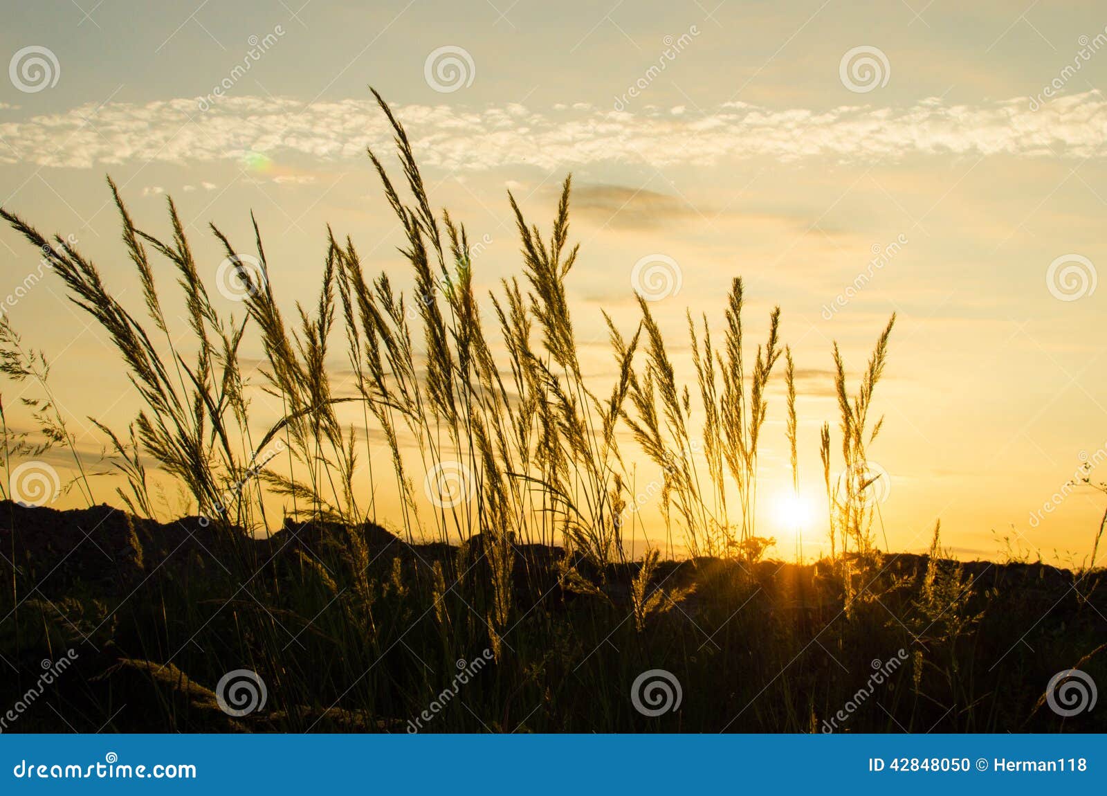 In the Evening, Reed Sunset Stock Photo - Image of plants, blue: 42848050