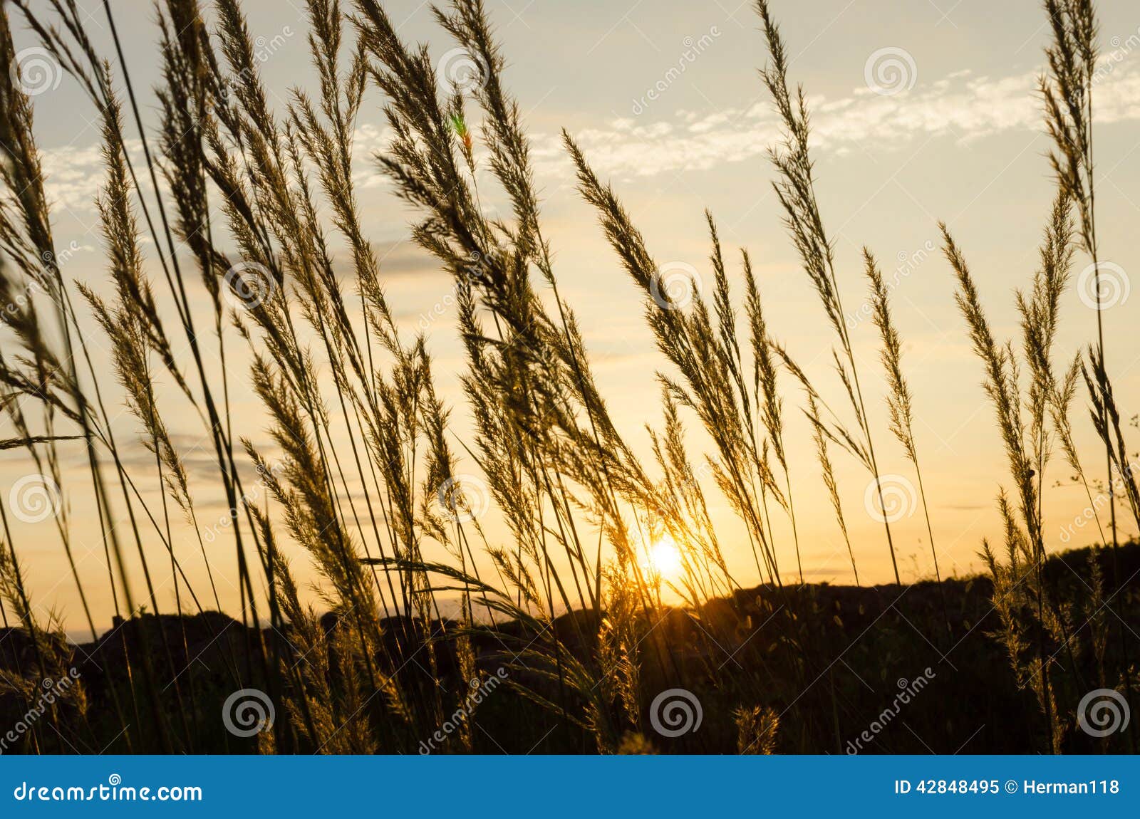 In the Evening, Reed Sunset Stock Image - Image of design, cloud: 42848495