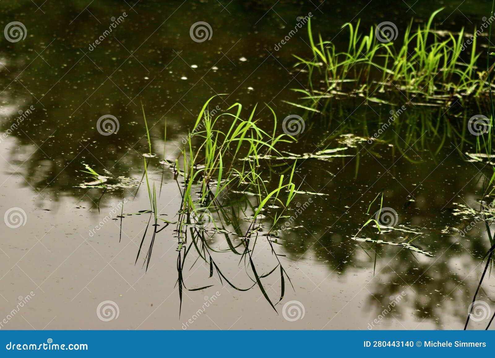Evening Reflection on the Pond Water Surface June 2023 Stock Photo ...