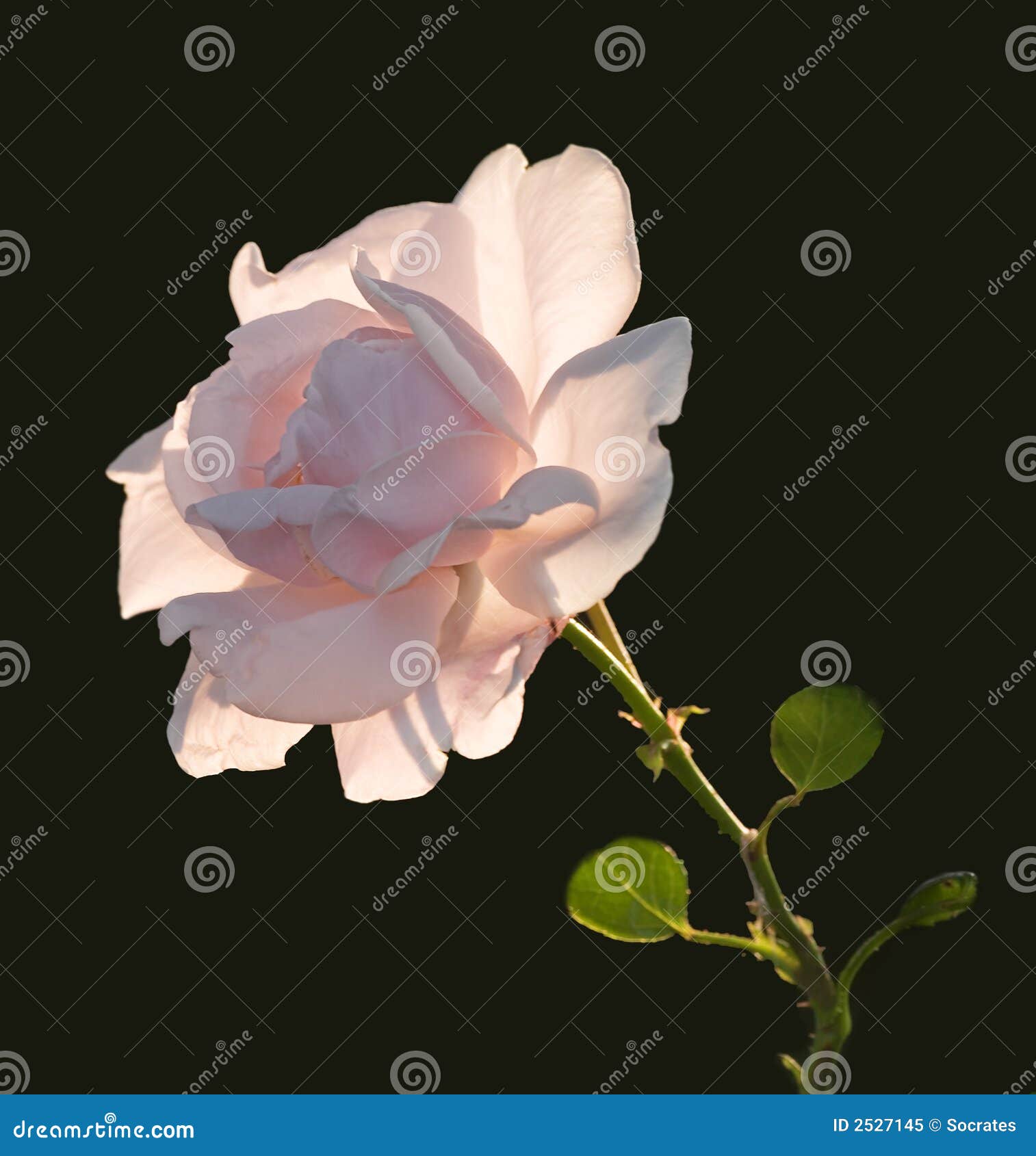 Evening rose stock image. Image of petals, macro, love - 2527145