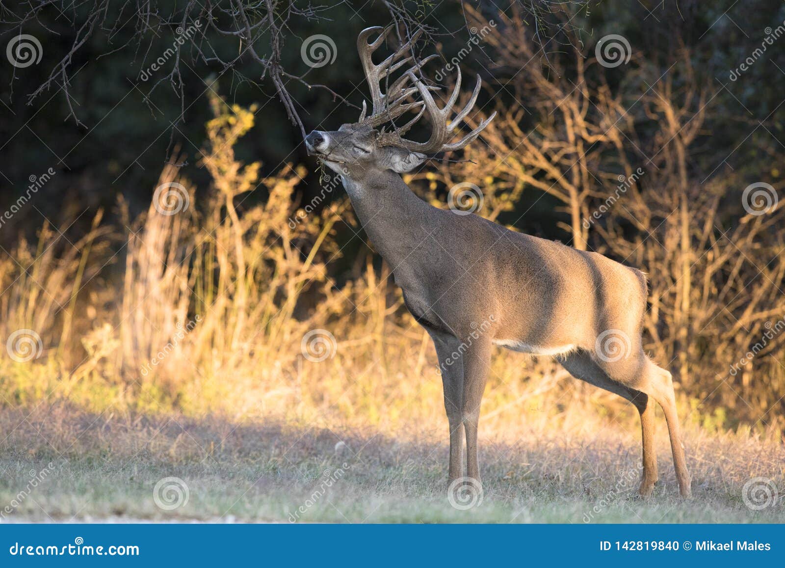 Eveningâ€™s Sunset with Huge Whitetail Buck Stock Photo - Image of ...