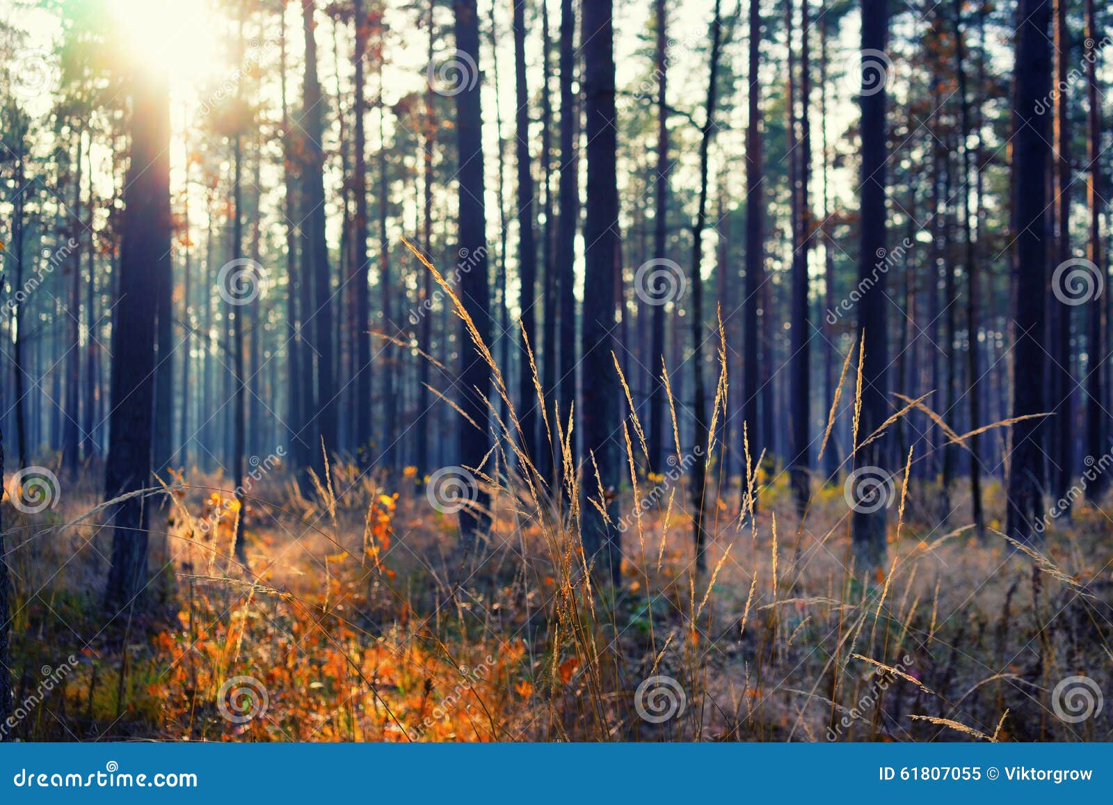 Evening Setting Sun through the Trees in the Forest Stock Image - Image ...