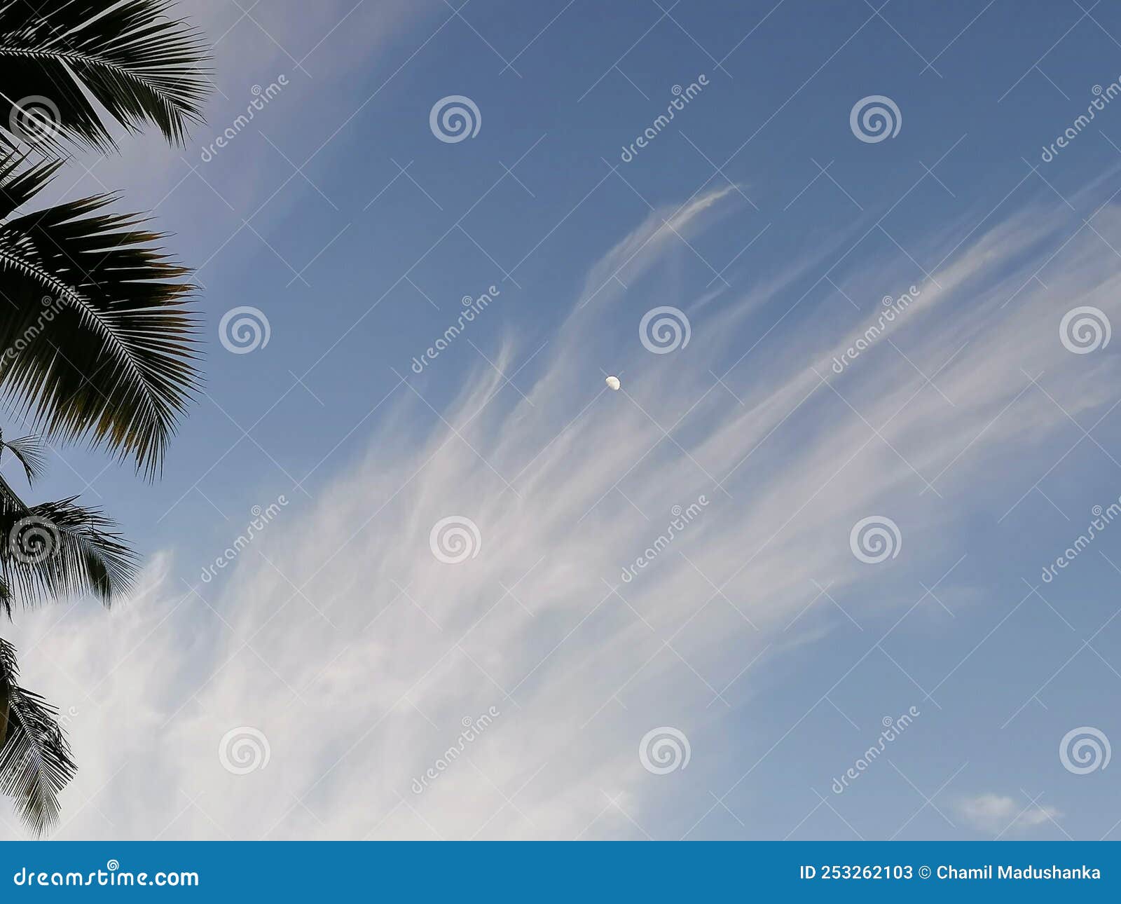 Evening sky moon stock image. Image of coconut, moon - 253262103