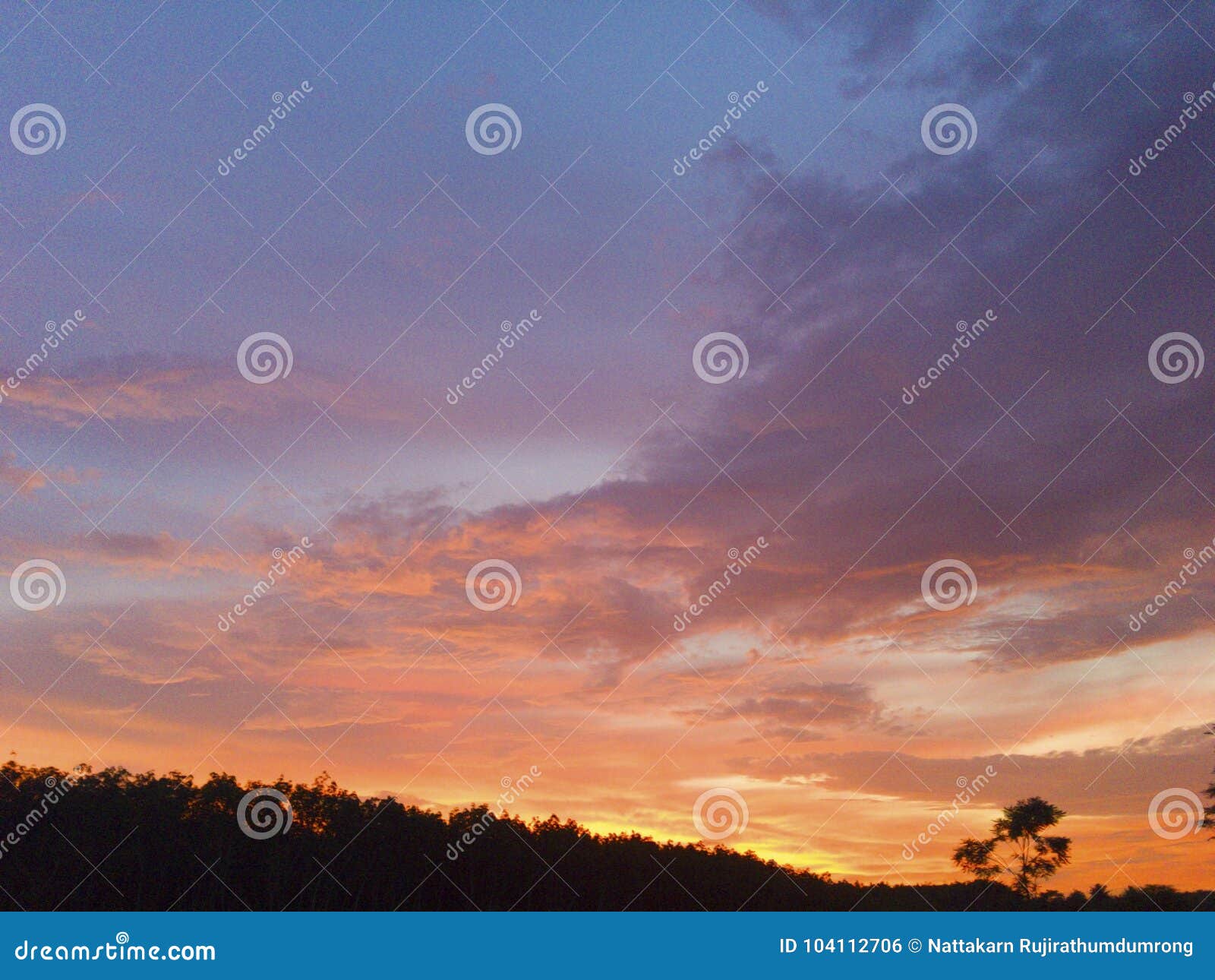 The Sky Above the Trees in the Forest. Stock Photo - Image of dusk ...