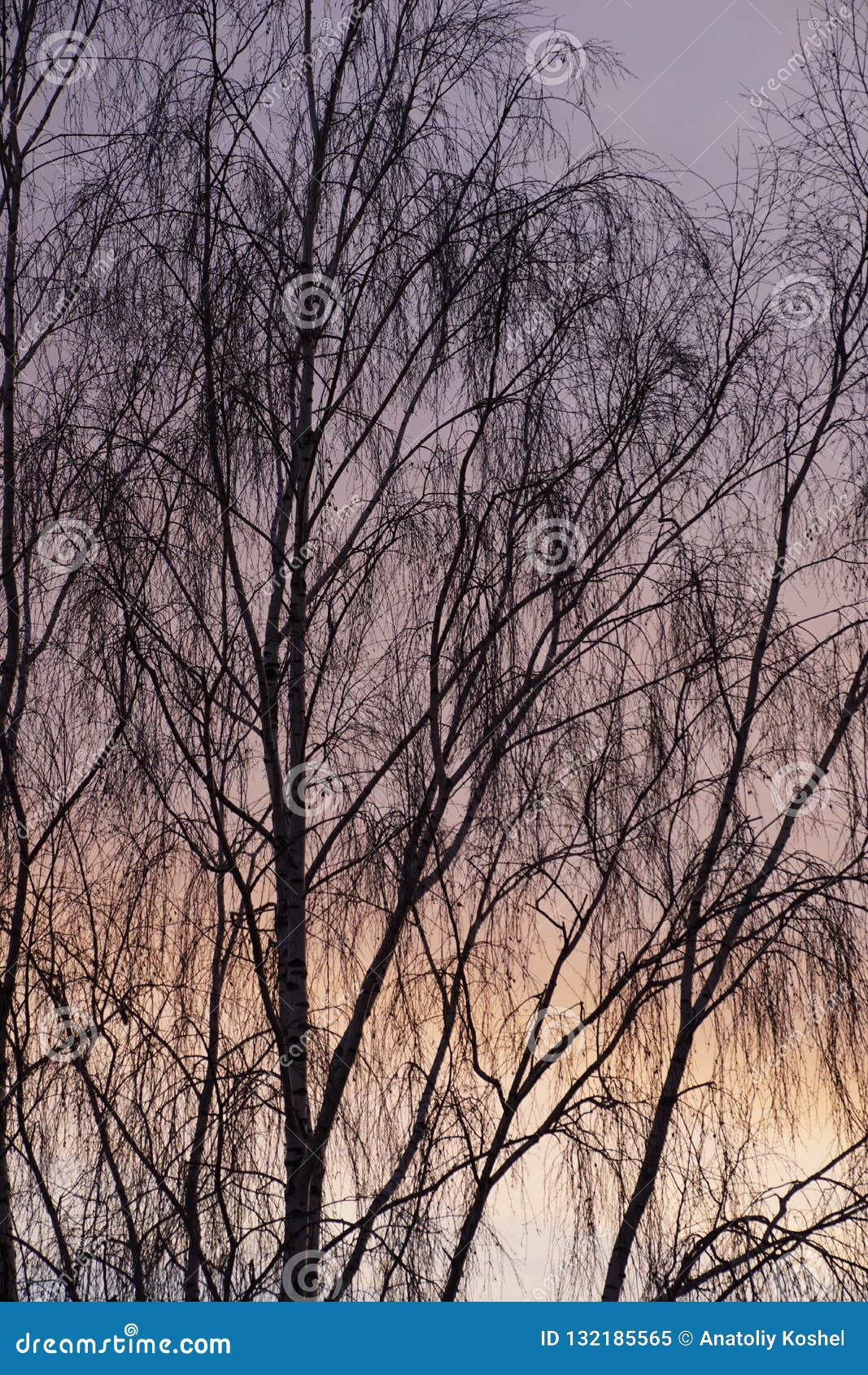 Evening Sky. Sunset Colors. Birch in November Stock Image - Image of ...
