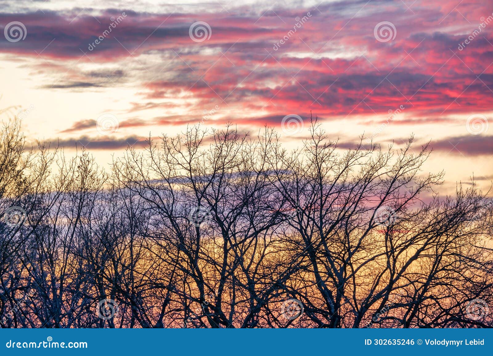 Evening Sky. Tree Branch Against the Backdrop of Sunset. Close Up ...