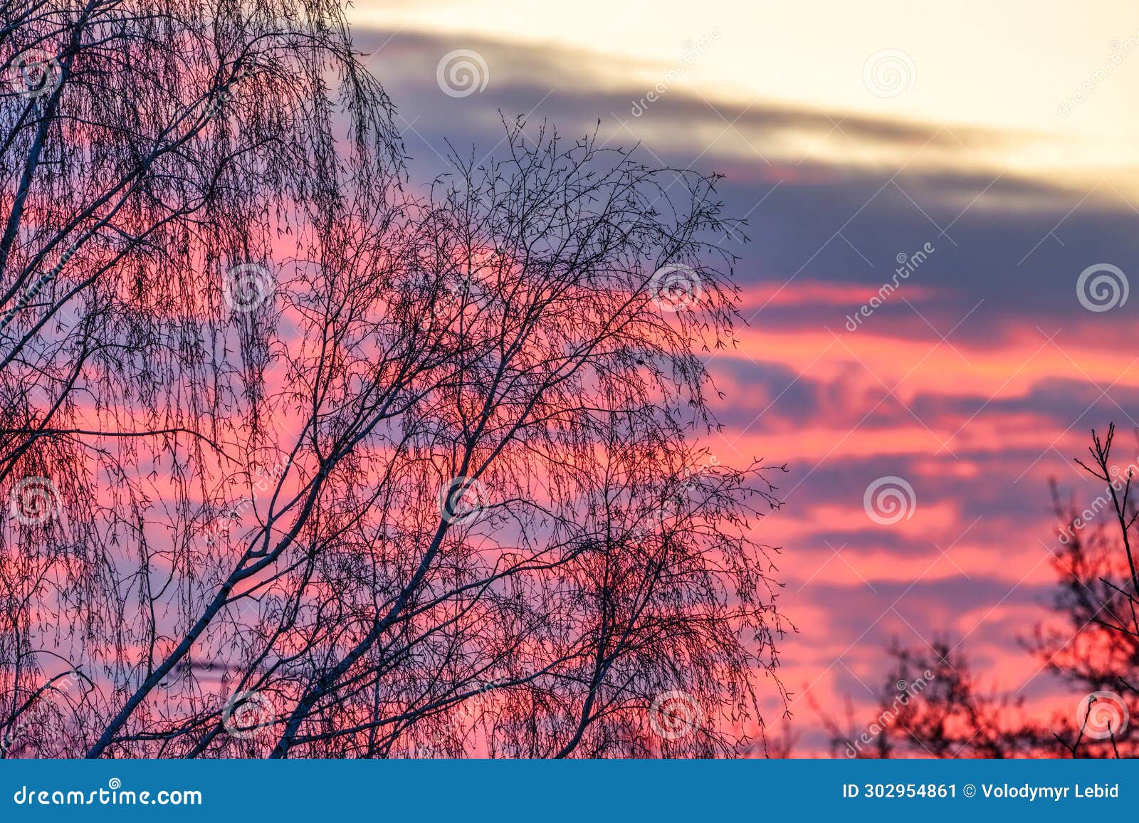 Evening Sky. Tree Branch Against the Backdrop of Sunset. Close Up Stock ...