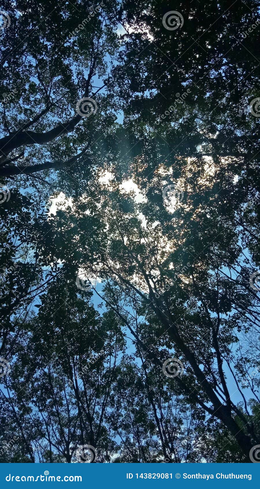 Evening sky tree. stock image. Image of dawn, countryside - 143829081