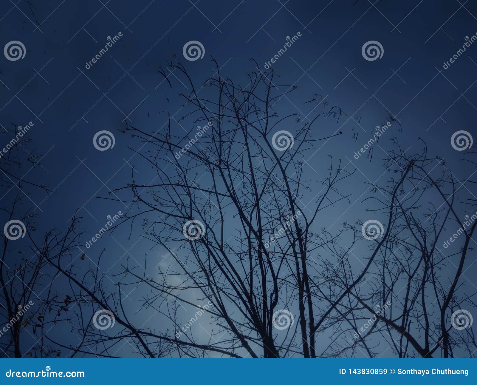 Evening sky tree. stock image. Image of forest, clouds - 143830859