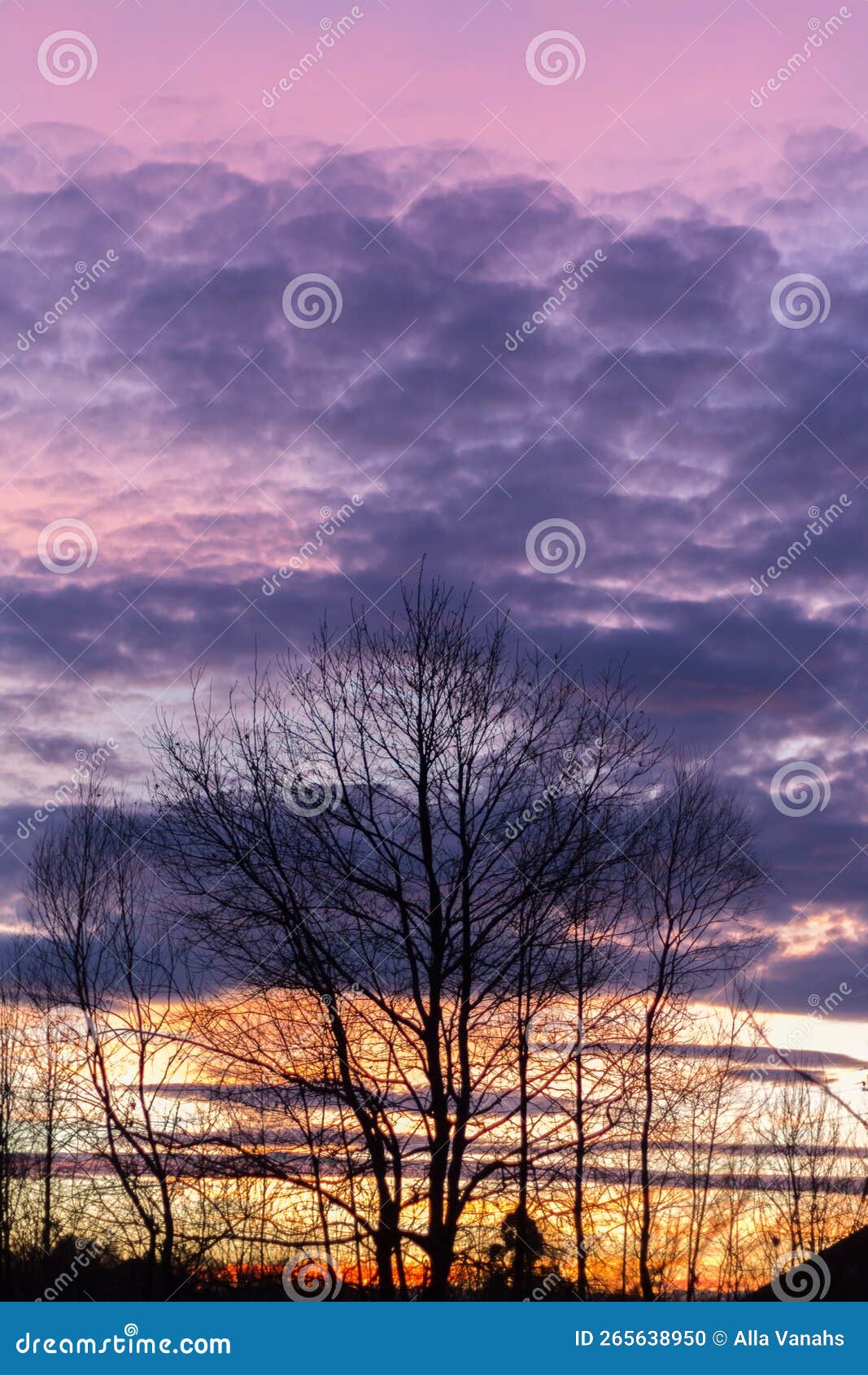 Evening Sky through the Trees Stock Photo - Image of morning, light ...