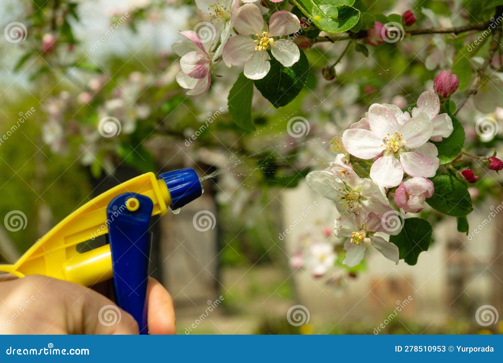 Evening Spraying Of Branches Of A Flowering Apple Tree In The Garden