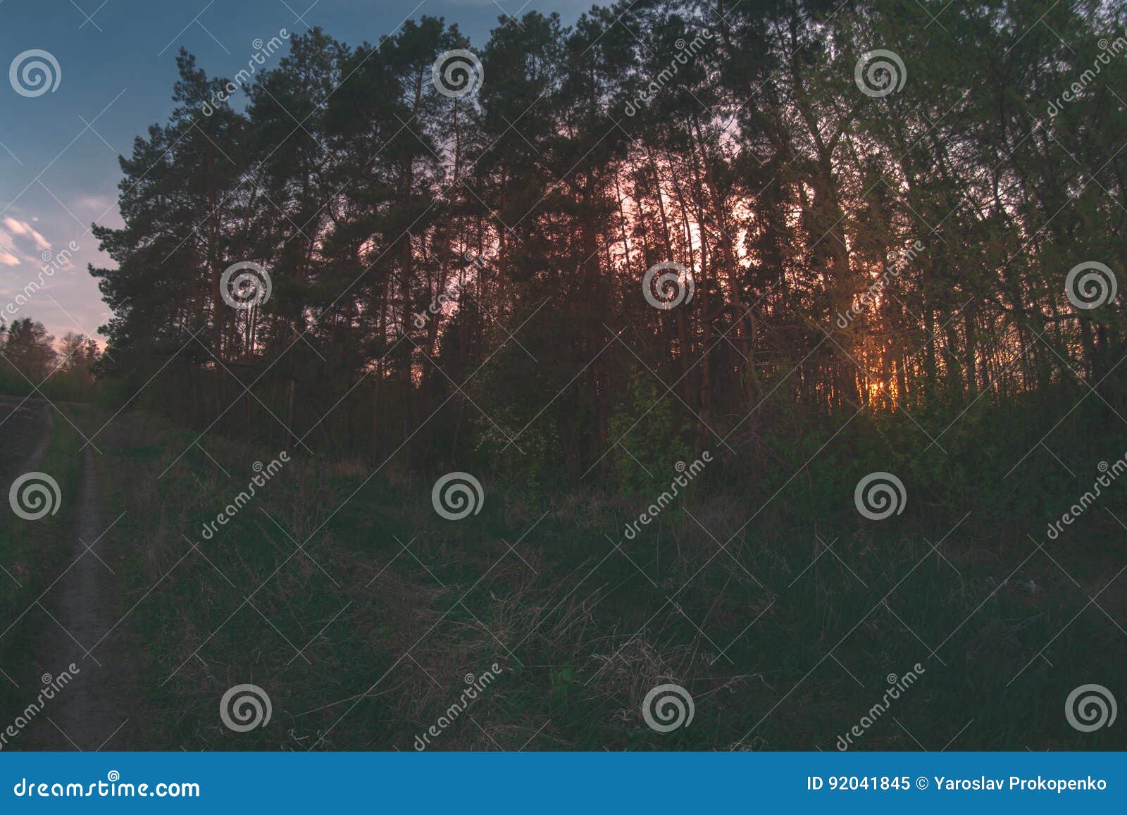 Evening Spring Forest at Sunset Fisheye. Stock Image - Image of morning ...