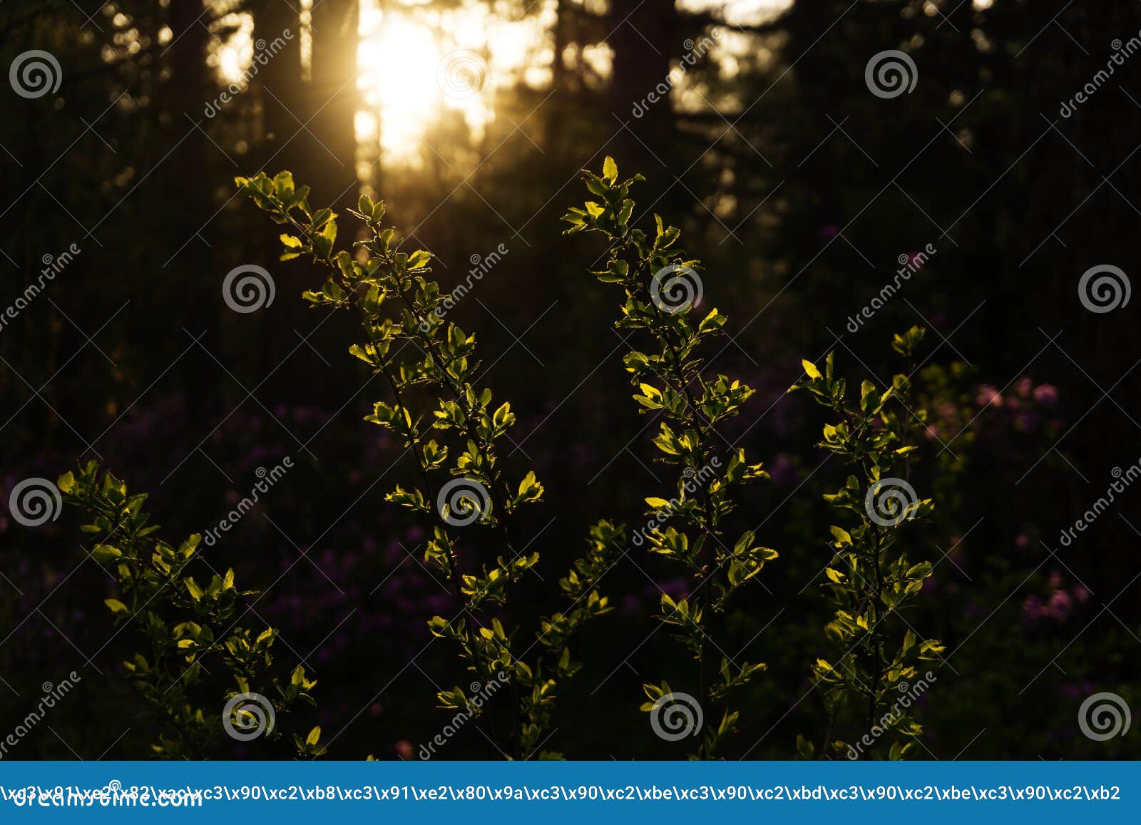 Evening before the Spring Forest Stock Photo - Image of branches ...