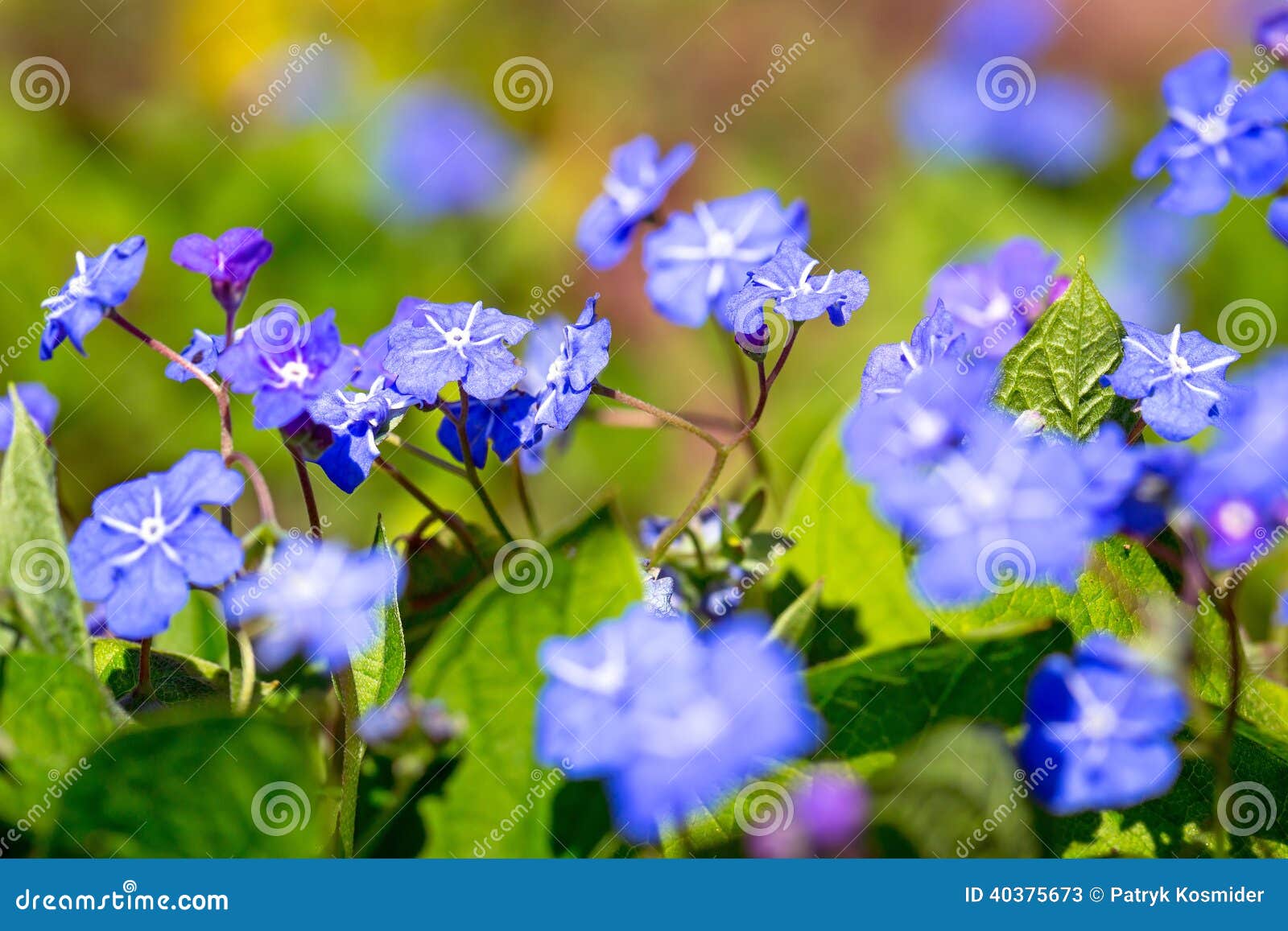 Evening stock flowers stock image. Image of bright, blooming - 40375673