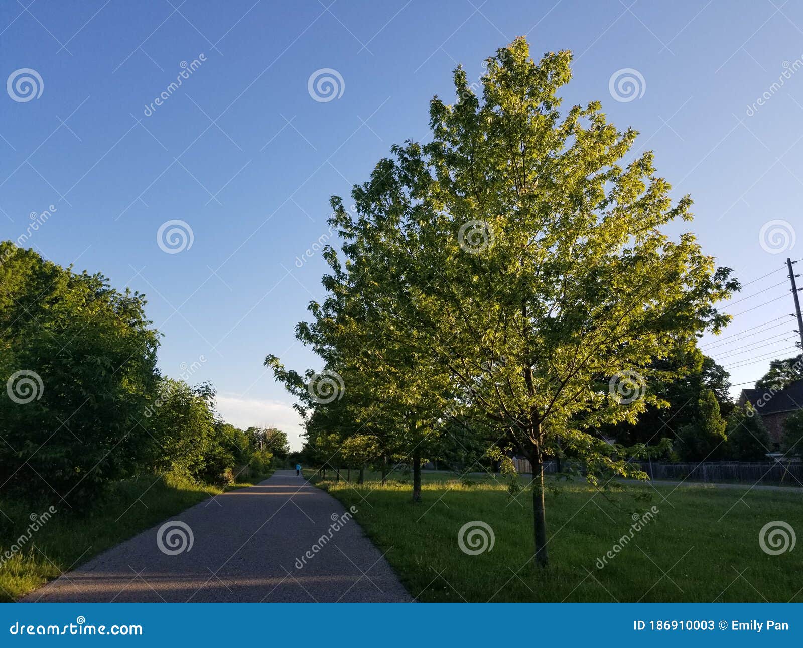 An Evening Stroll stock image. Image of evening, flower - 186910003