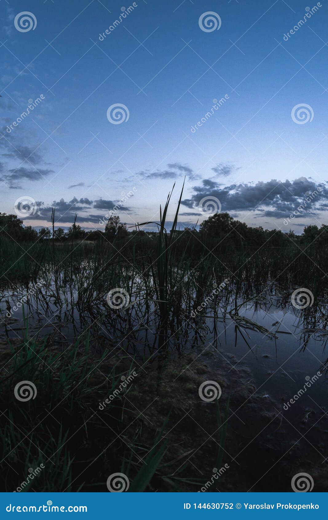 Evening Summer Landscape on the Pond Stock Photo - Image of island ...