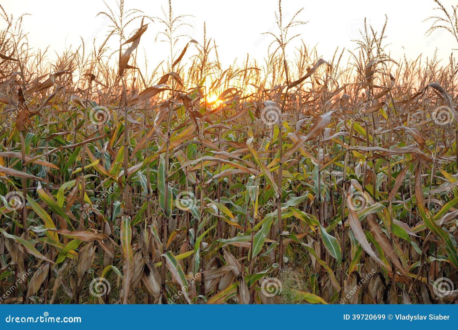 Evening Sun Behind Corn Field Stock Image - Image of bright, fields ...