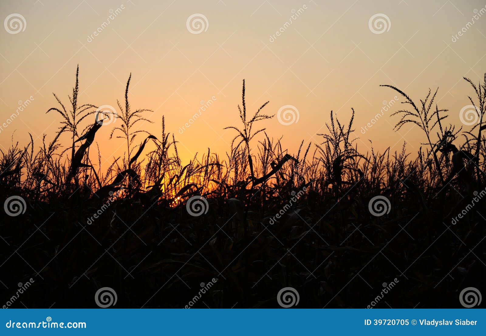 Evening Sun Behind Corn Field Stock Image - Image of dusk, country ...
