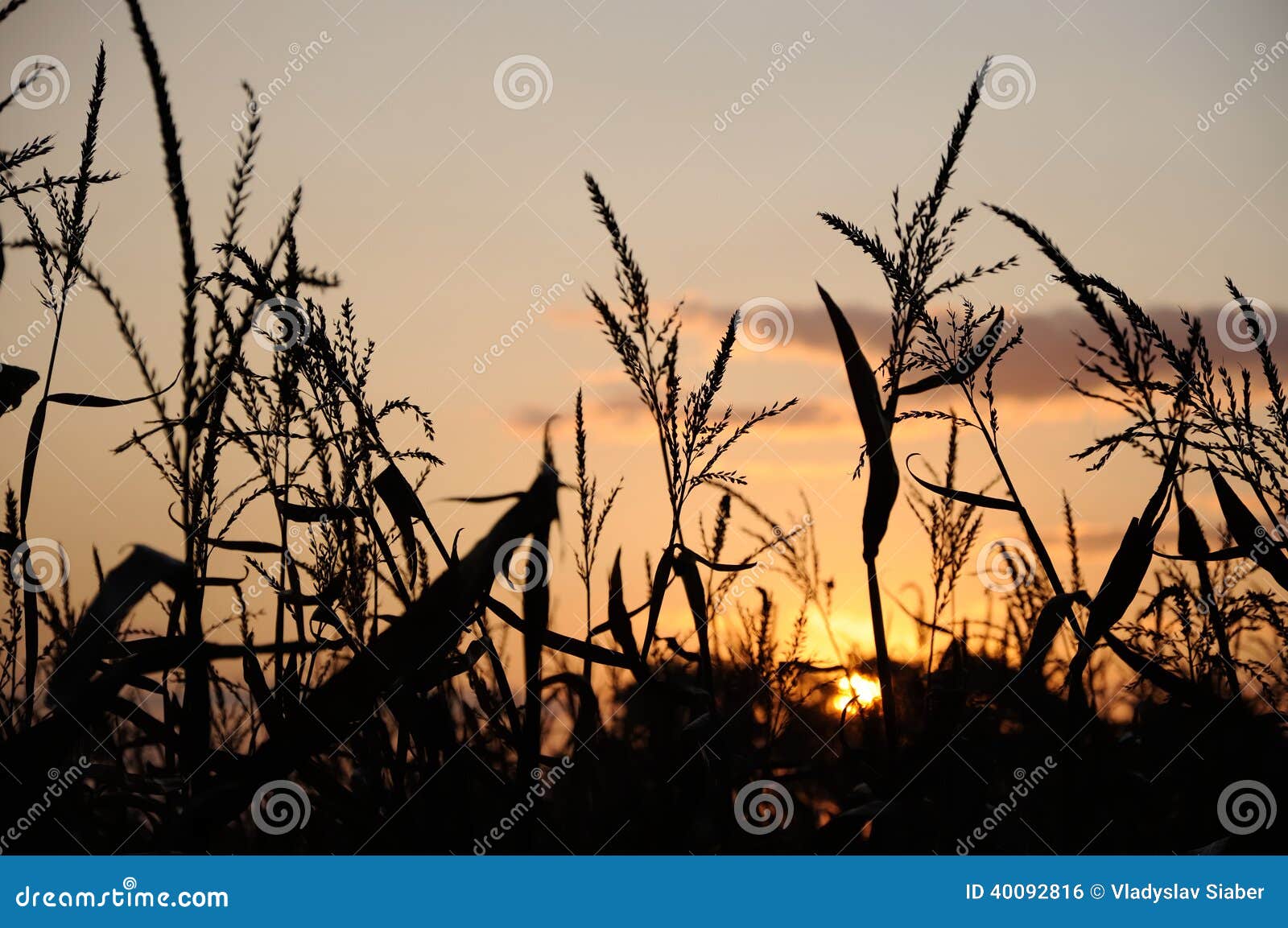 Evening Sun Behind Corn Field Stock Photo - Image of sunset, dramatic ...