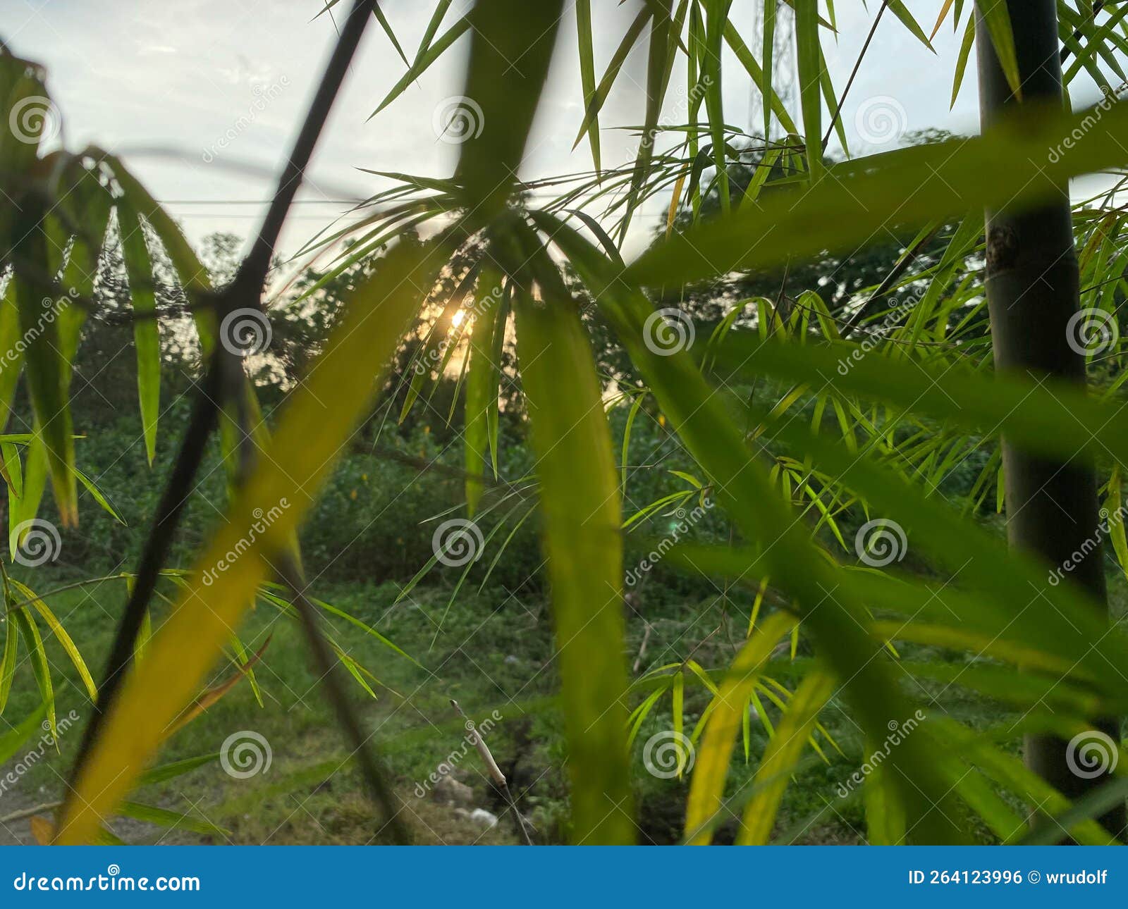 Beautiful Evening Sun Behind the Leaves of Bamboo Trees Stock Photo - Image of grow, atmosphere ...
