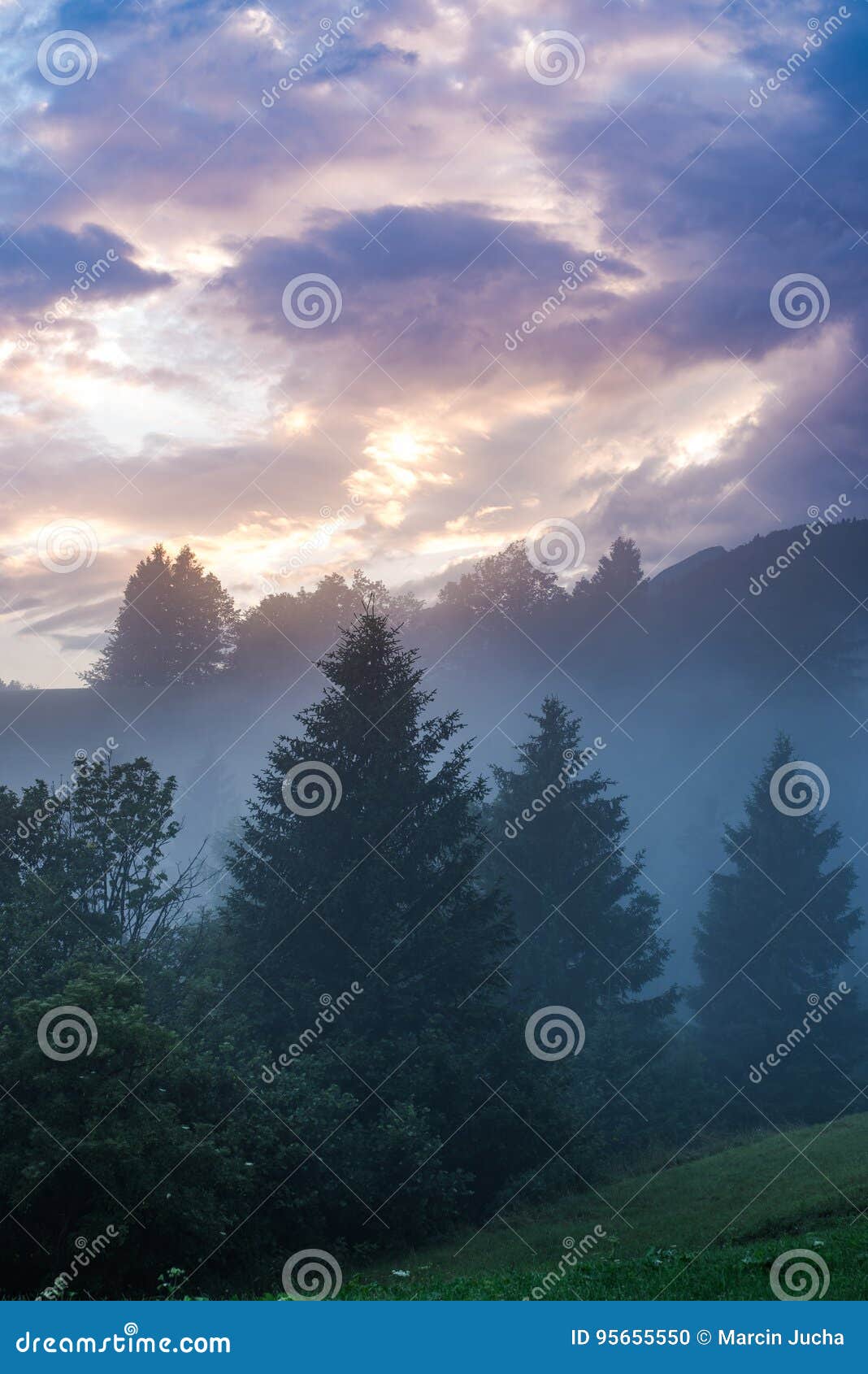 Evening Sun Breaking through Dense Fog in Forest Stock Photo - Image of ...