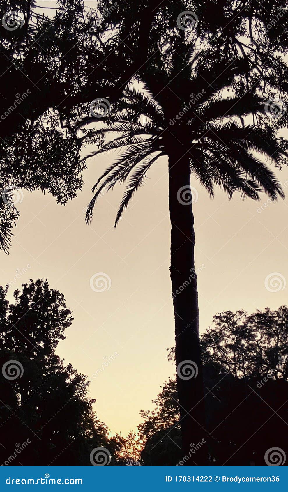 Evening Sun Descending Below the Tree Line Stock Photo - Image of ...