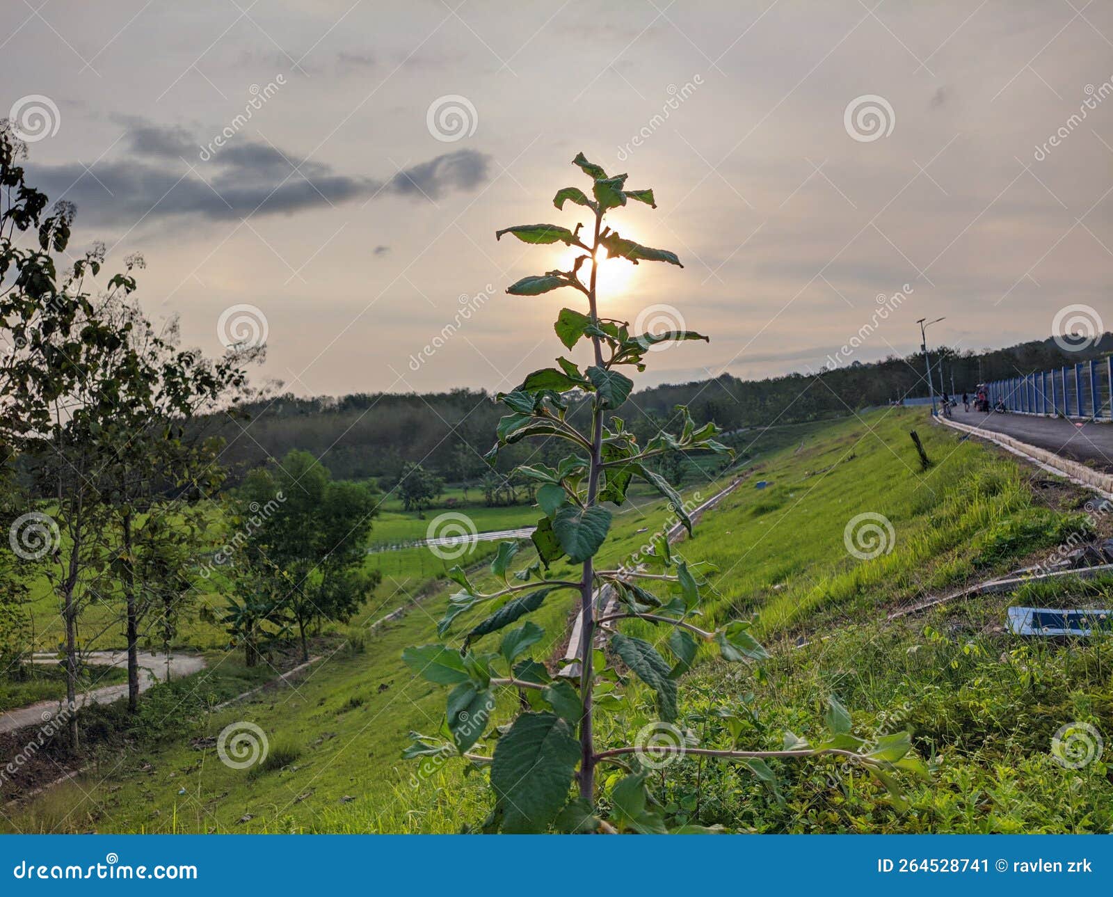 The Evening Sun Hiding Behind the Leaves Stock Image - Image of forest ...