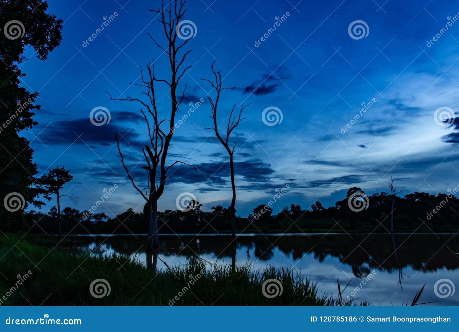 The Evening Sun Light Reflection in Pond Stock Photo - Image of grass ...