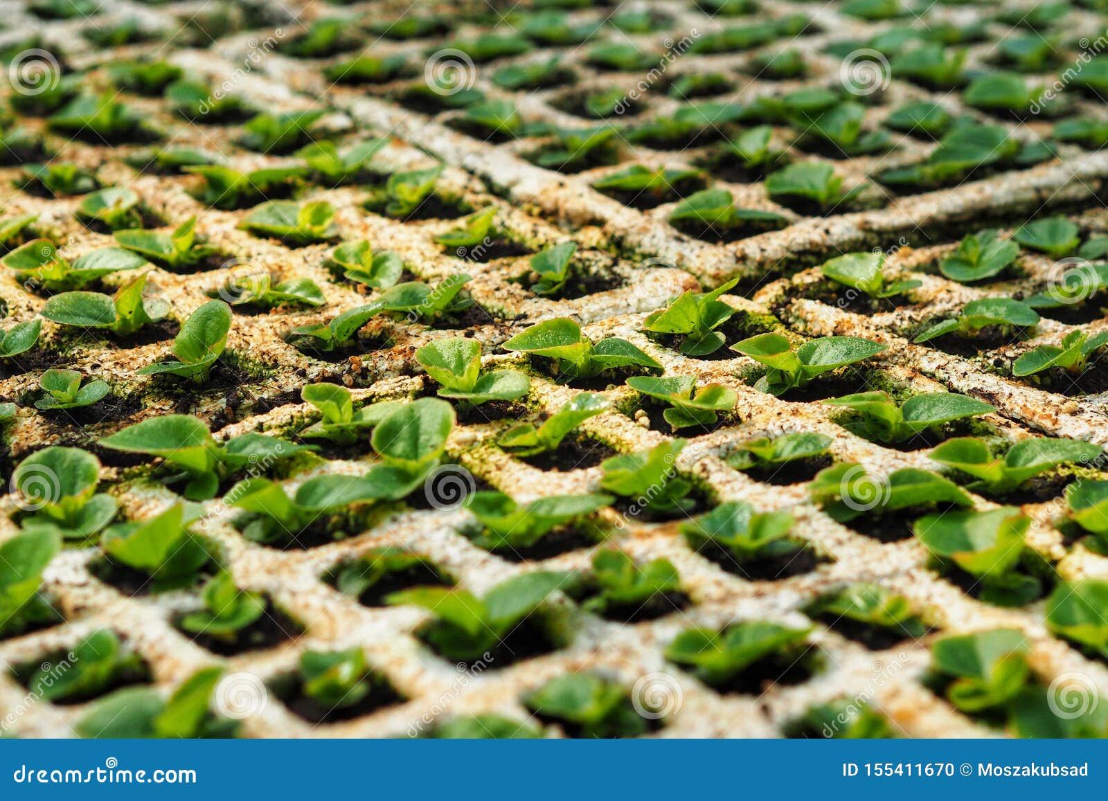 Evening sun on the sapling stock photo. Image of grow - 155411670