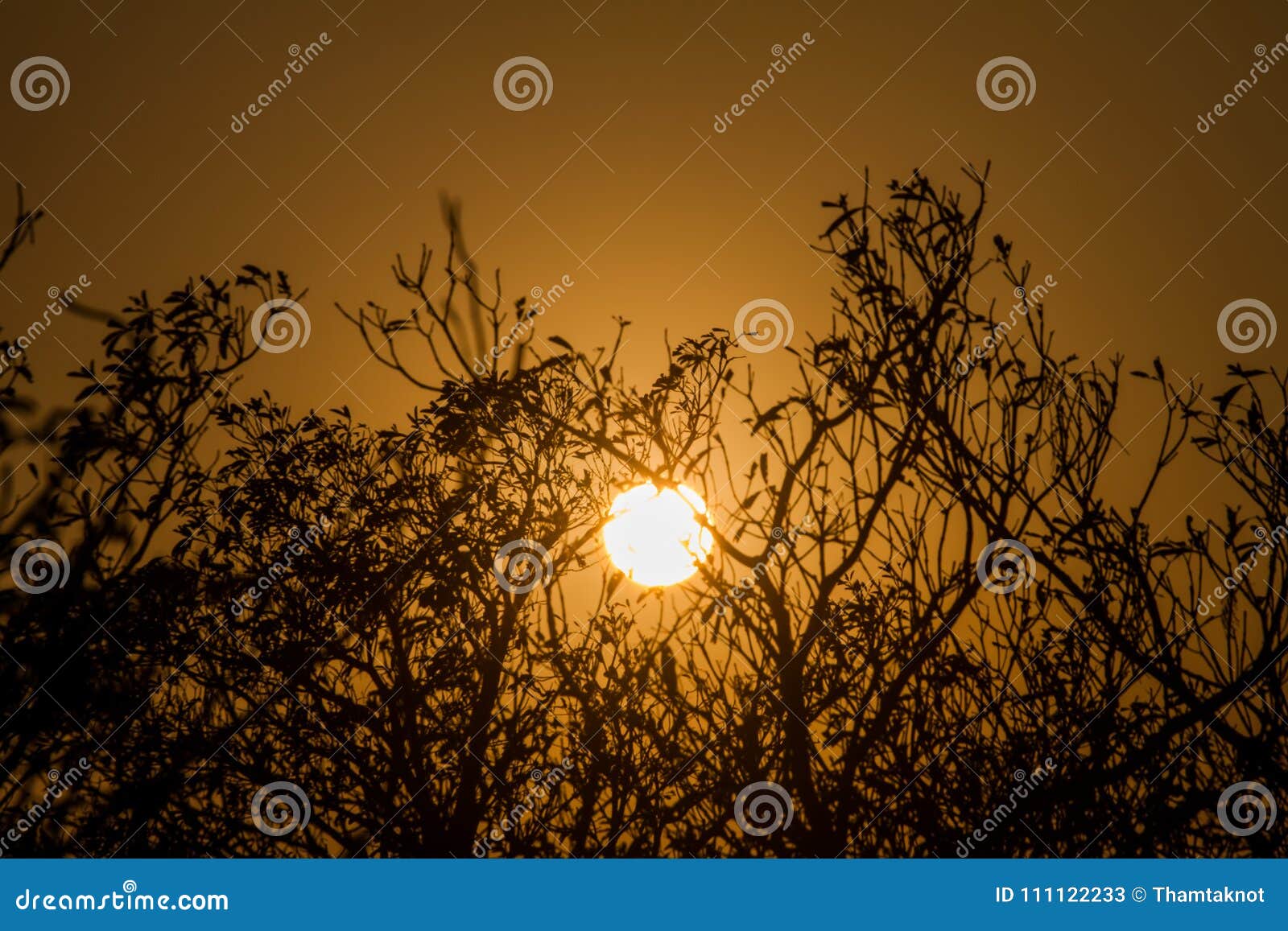 In the Evening Sun Sets Behind the Trees. Which is the Background Stock ...