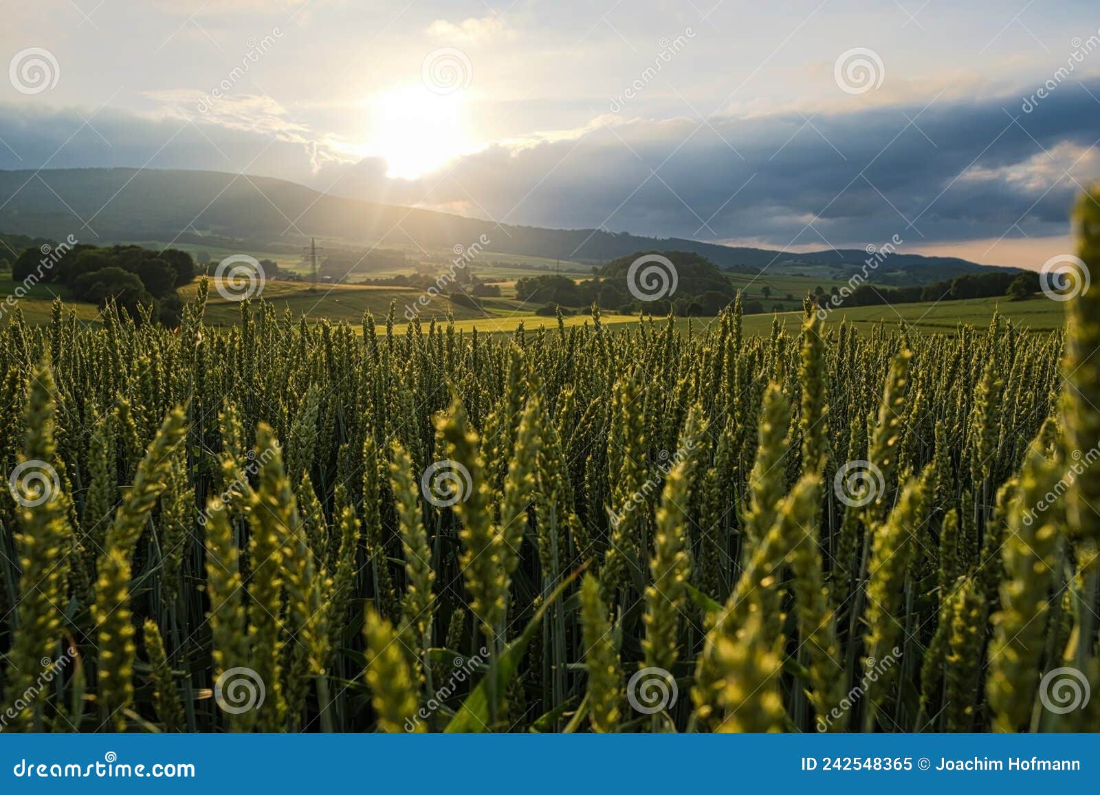 The Evening Sun Shines Over a Wheat Field Stock Image - Image of corn ...