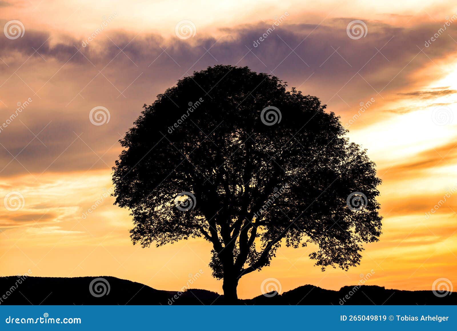 Evening Sundown Tree Shadow Panorama Stock Image - Image of sundown ...