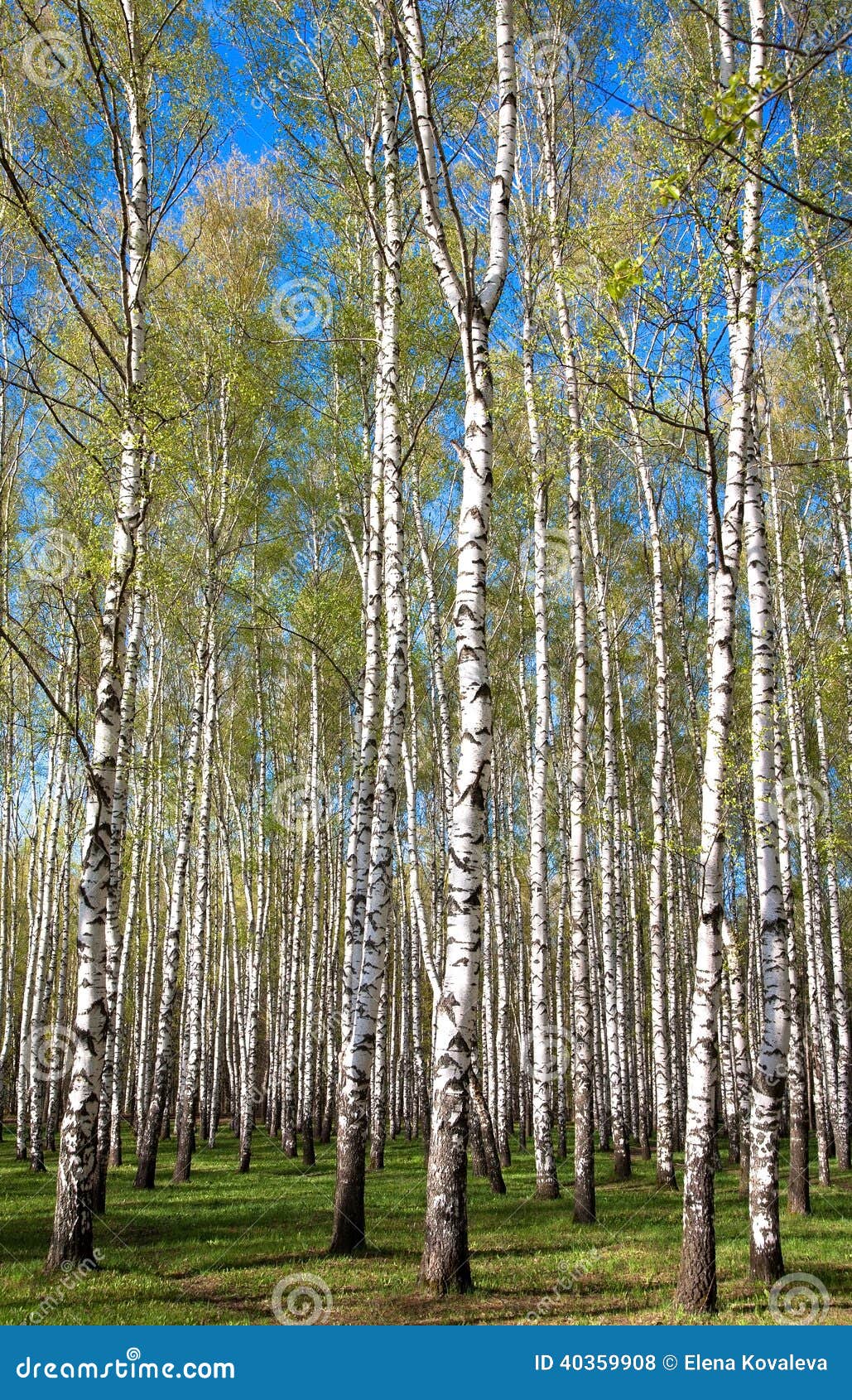 Evening Sunny Birch Grove in First Spring Greens on Blue Sky Stock ...