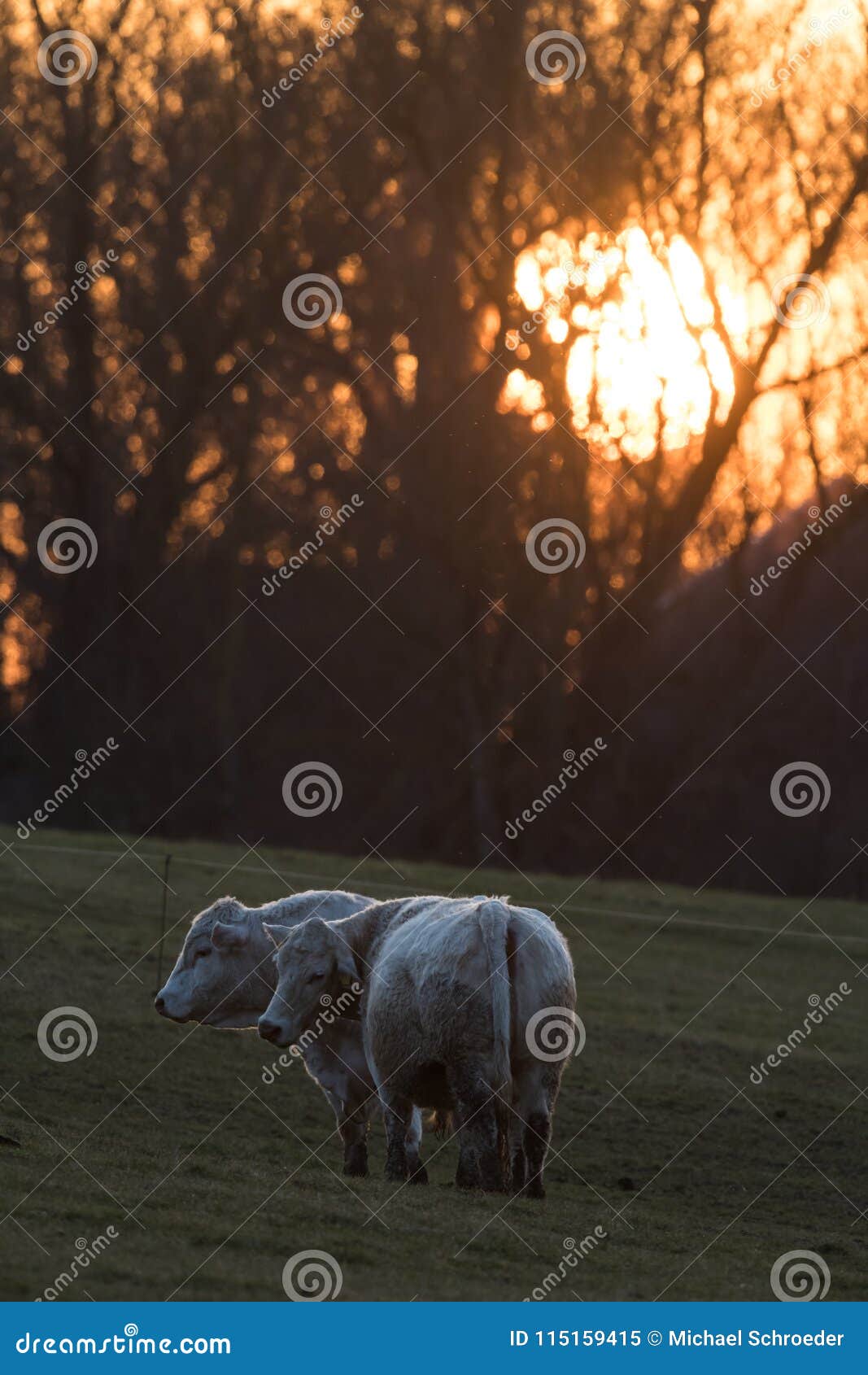 Evening Sunset with Cattle in a Pasture Stock Image - Image of graze ...