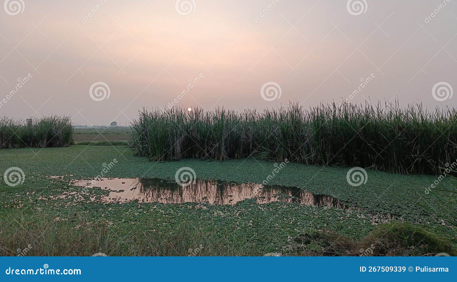 Evening Sunset at the Farm Land Stock Image - Image of reflection ...
