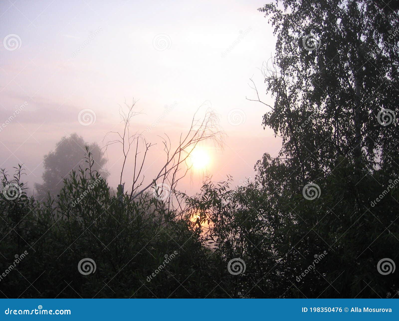 Evening Sunset in the Forest Over the Trees in Nature Stock Photo ...