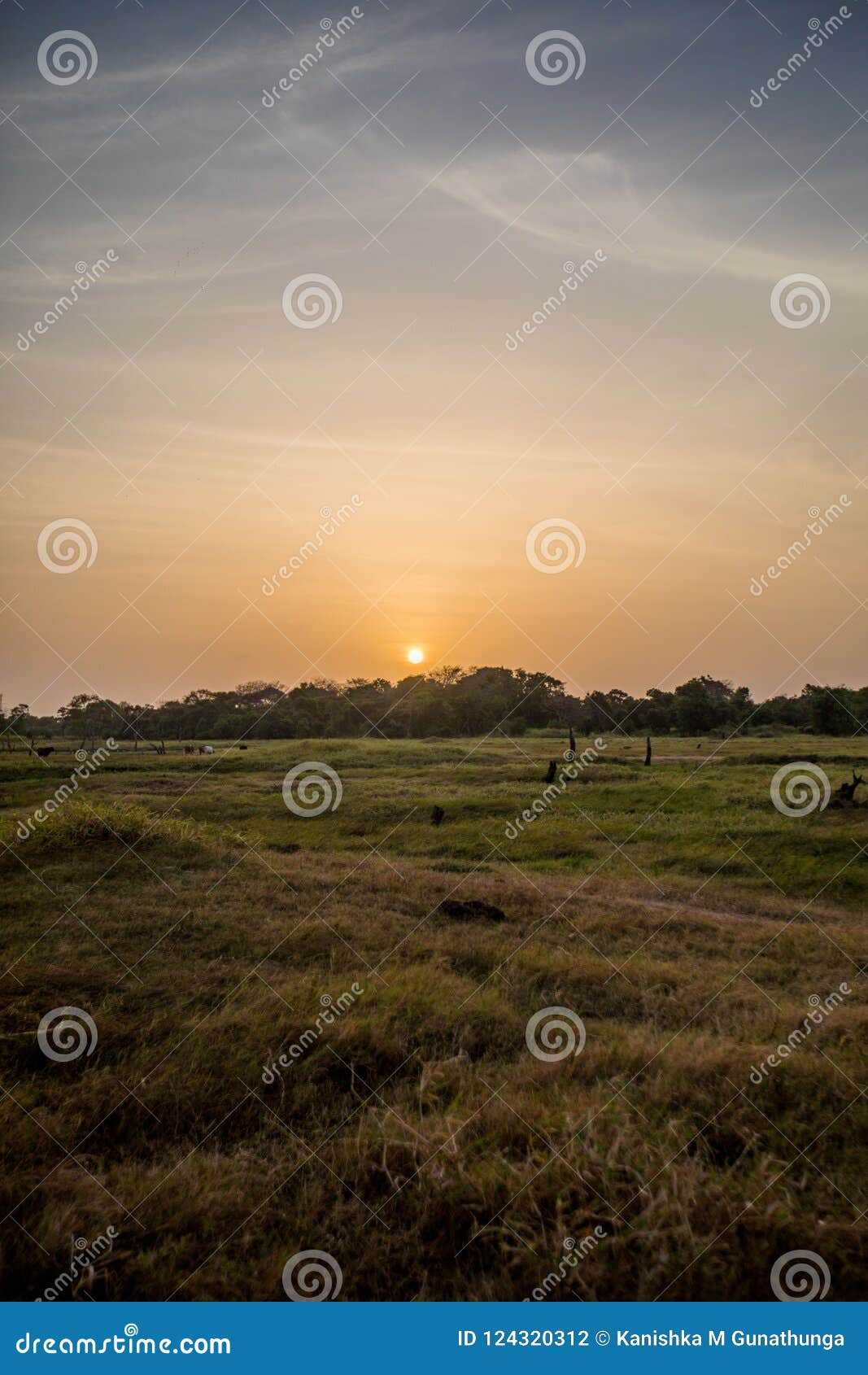 Evening sunset in plain stock photo. Image of clouds - 124320312