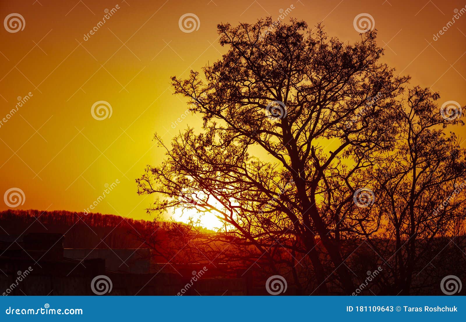 Evening Sunset on Tree Background Stock Image - Image of light, color ...