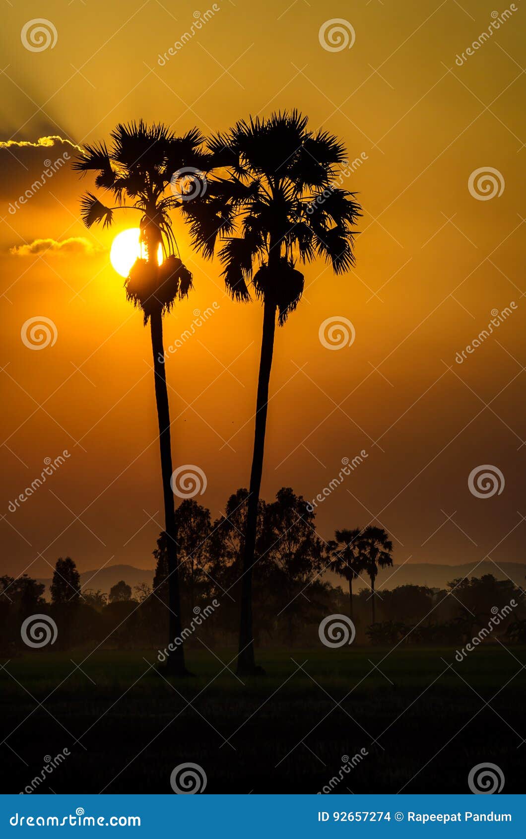 Evening stock photo. Image of frame, evening, tree, nature - 92657274