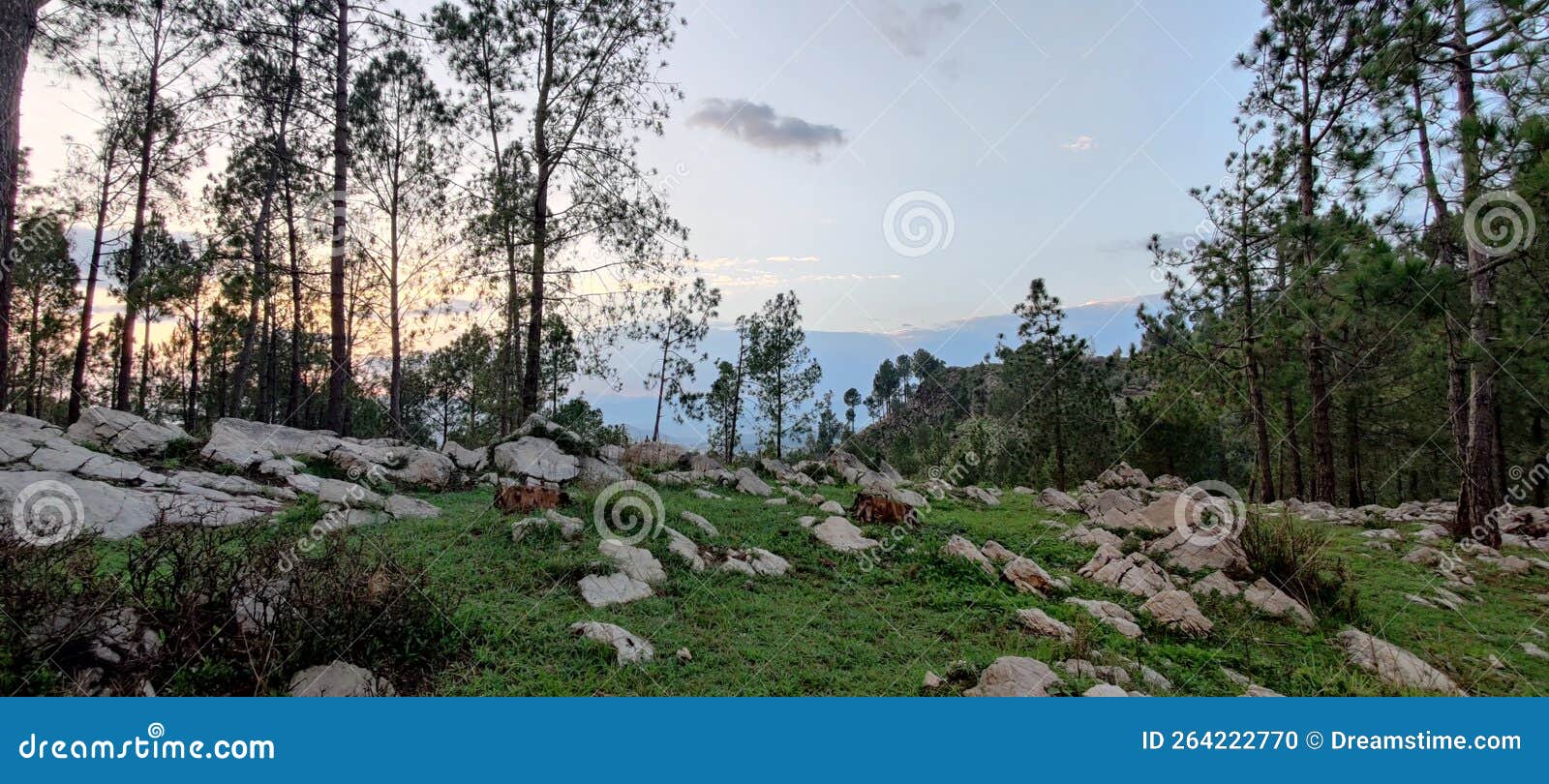 Evening sunset trees stock photo. Image of trees, leaf - 264222770