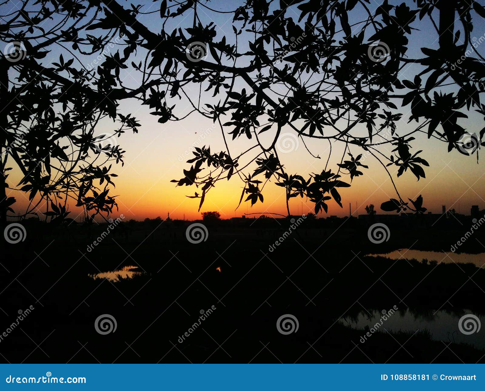 Evening sunset and trees stock vector. Illustration of bright - 108858181