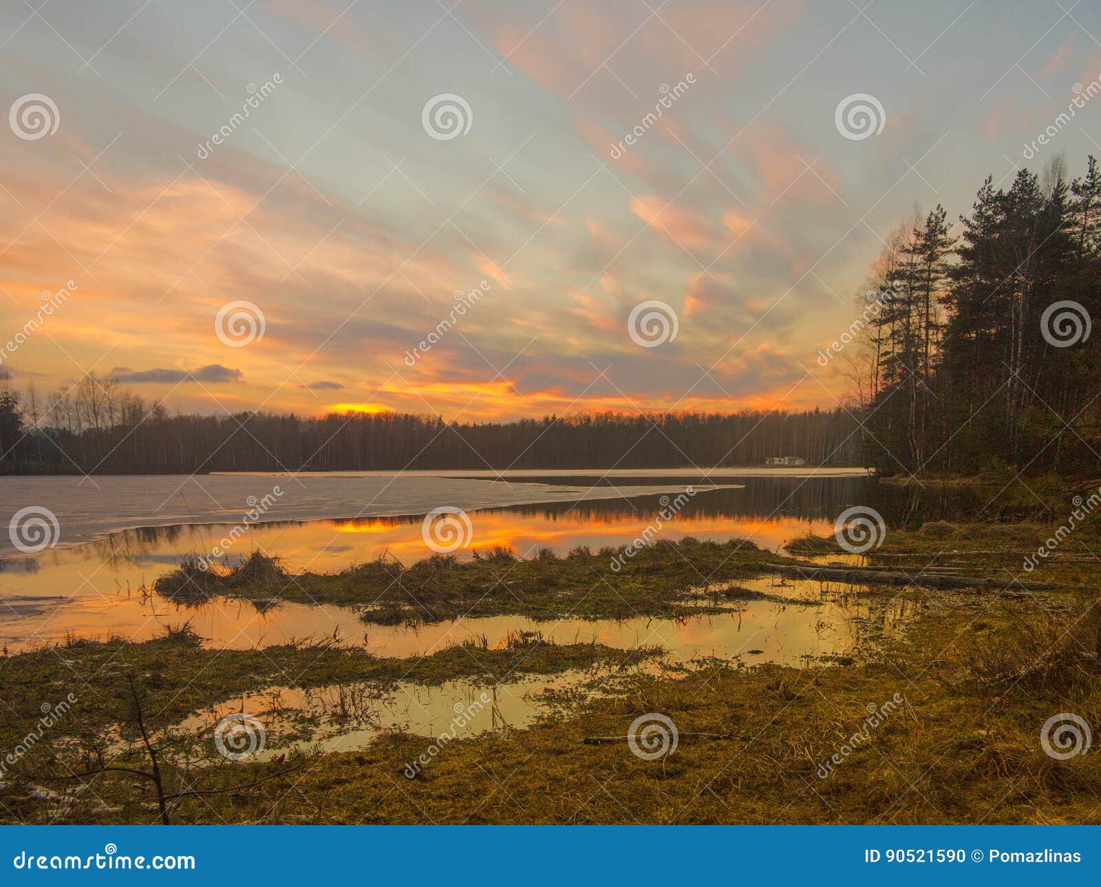 Evening in the Swamp in the Forest in Early Spring Stock Photo - Image ...