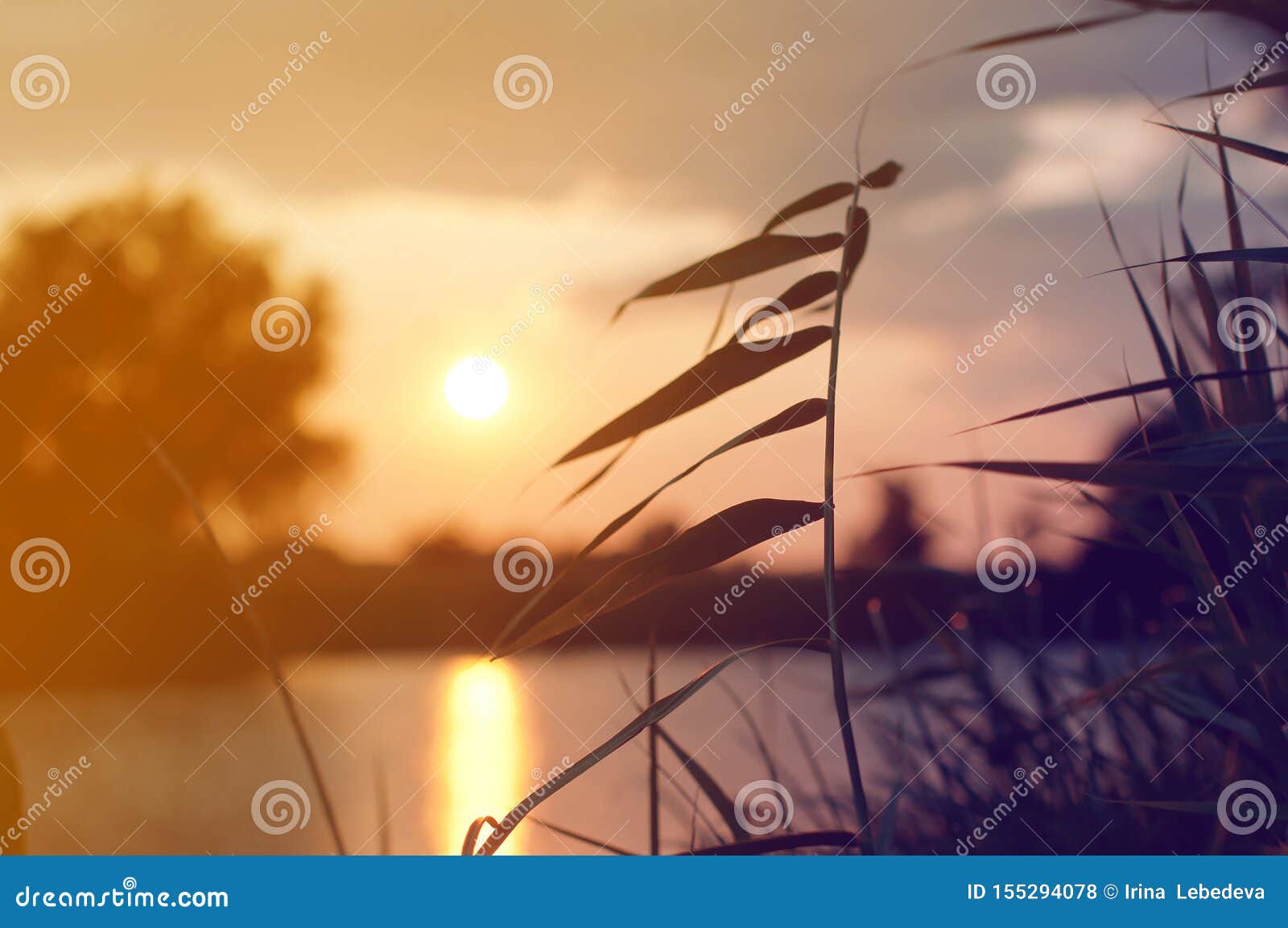 Evening Time with Pink Sunset on the River Stock Photo - Image of color ...