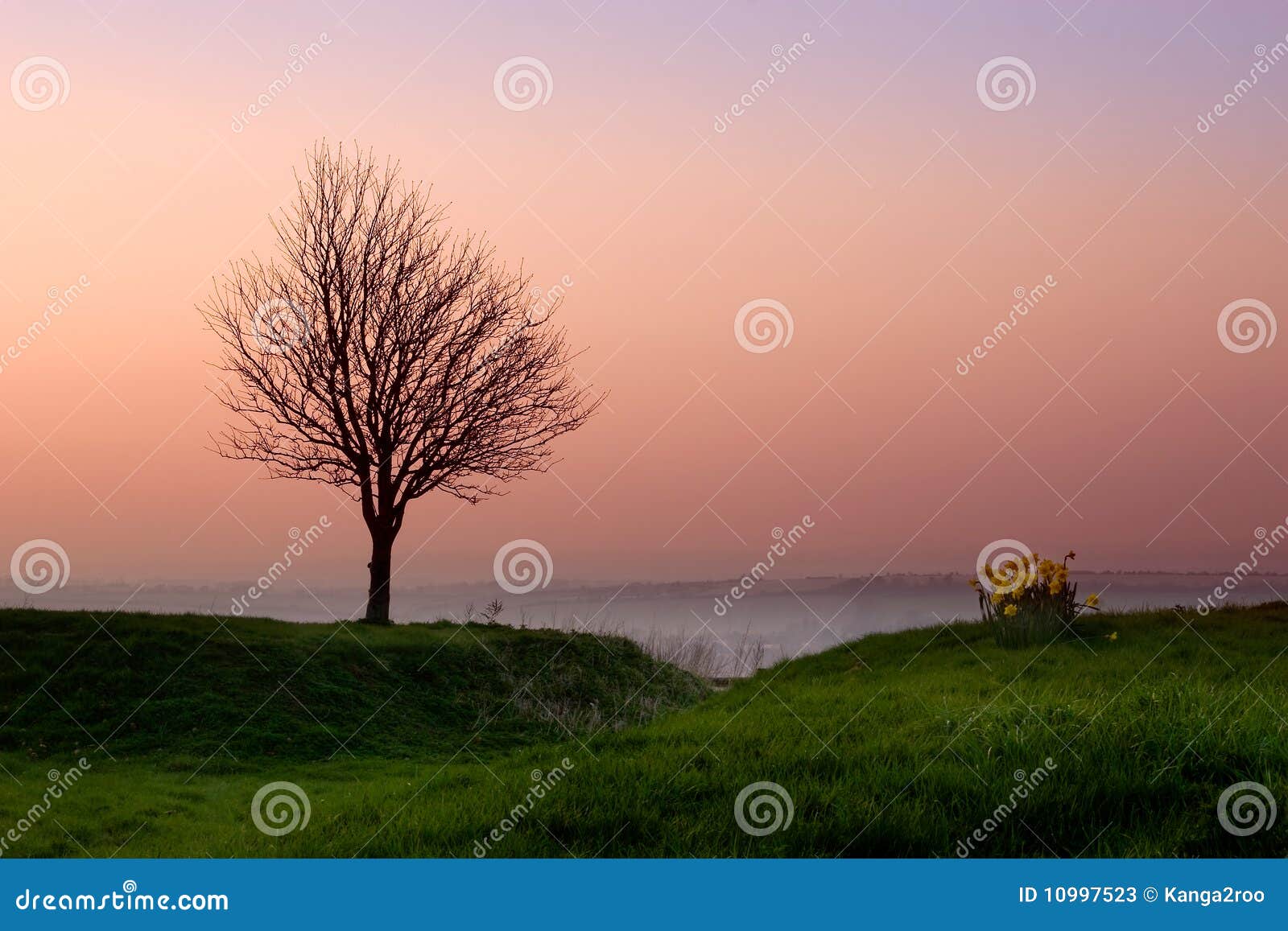 Evening tree stock image. Image of nature, mild, tree - 10997523