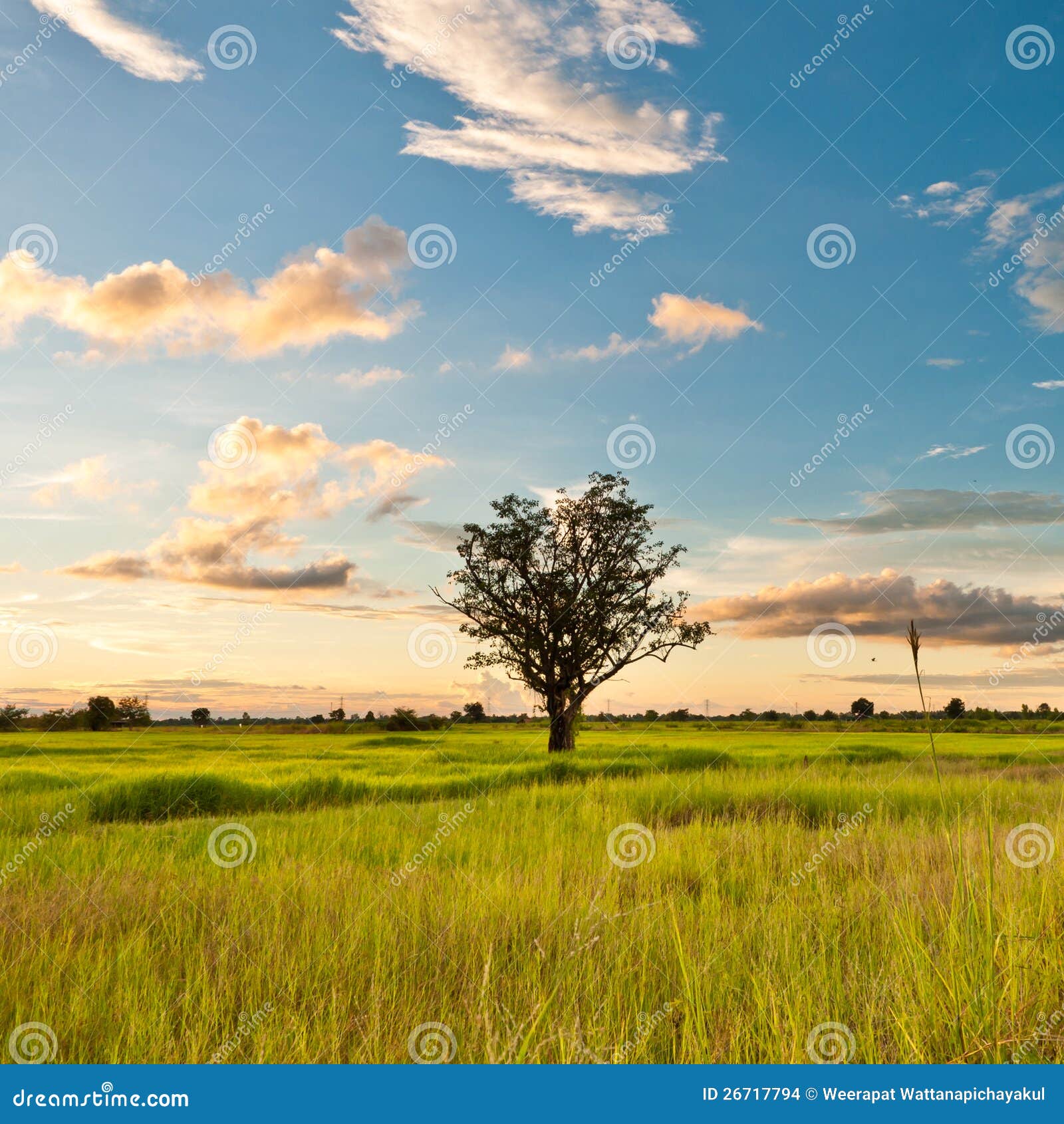 Evening tree stock photo. Image of tree, sunlight, scenery - 26717794