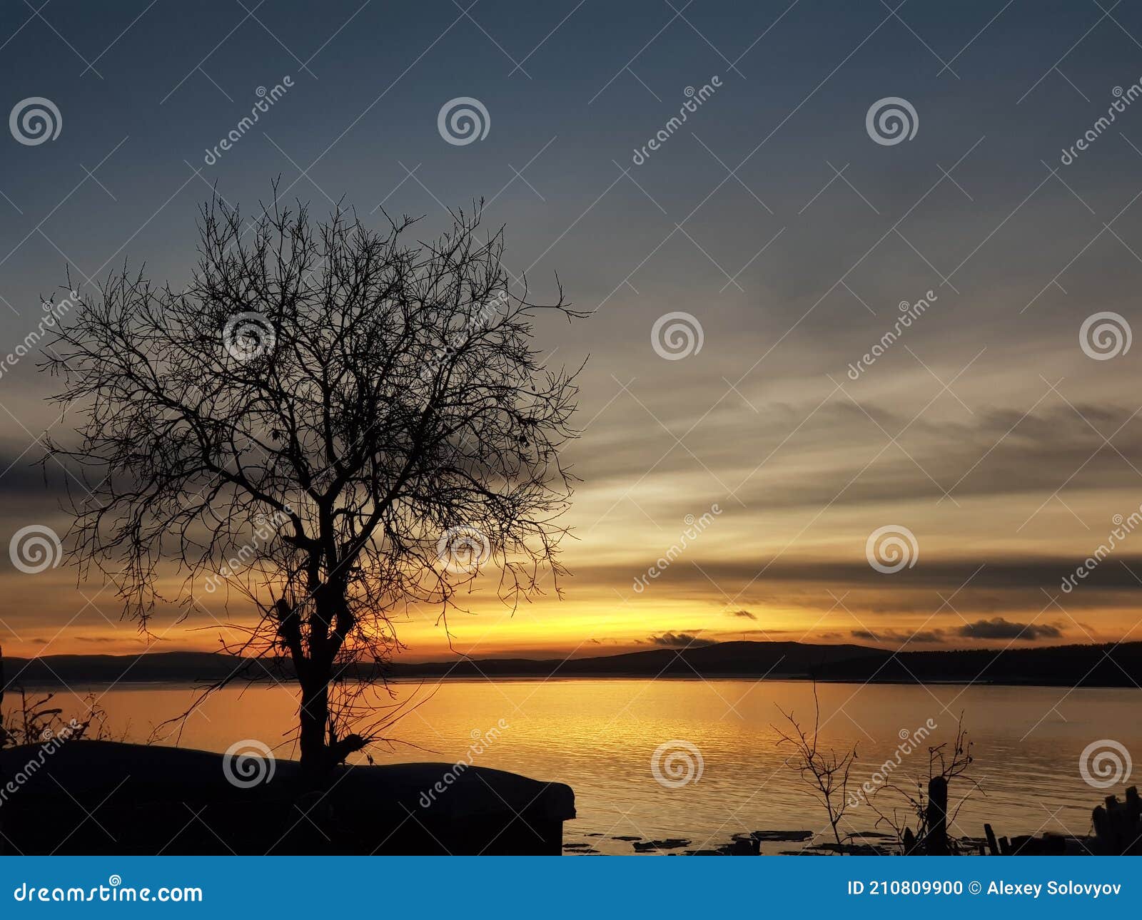 An evening tree stock photo. Image of reflection, dawn - 210809900