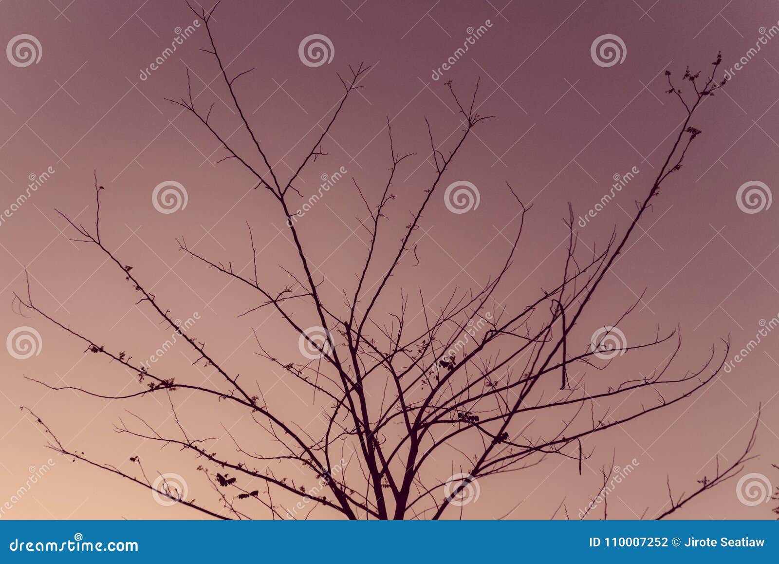 The Tree Has Branches in Background Vintage Stock Photo - Image of ...