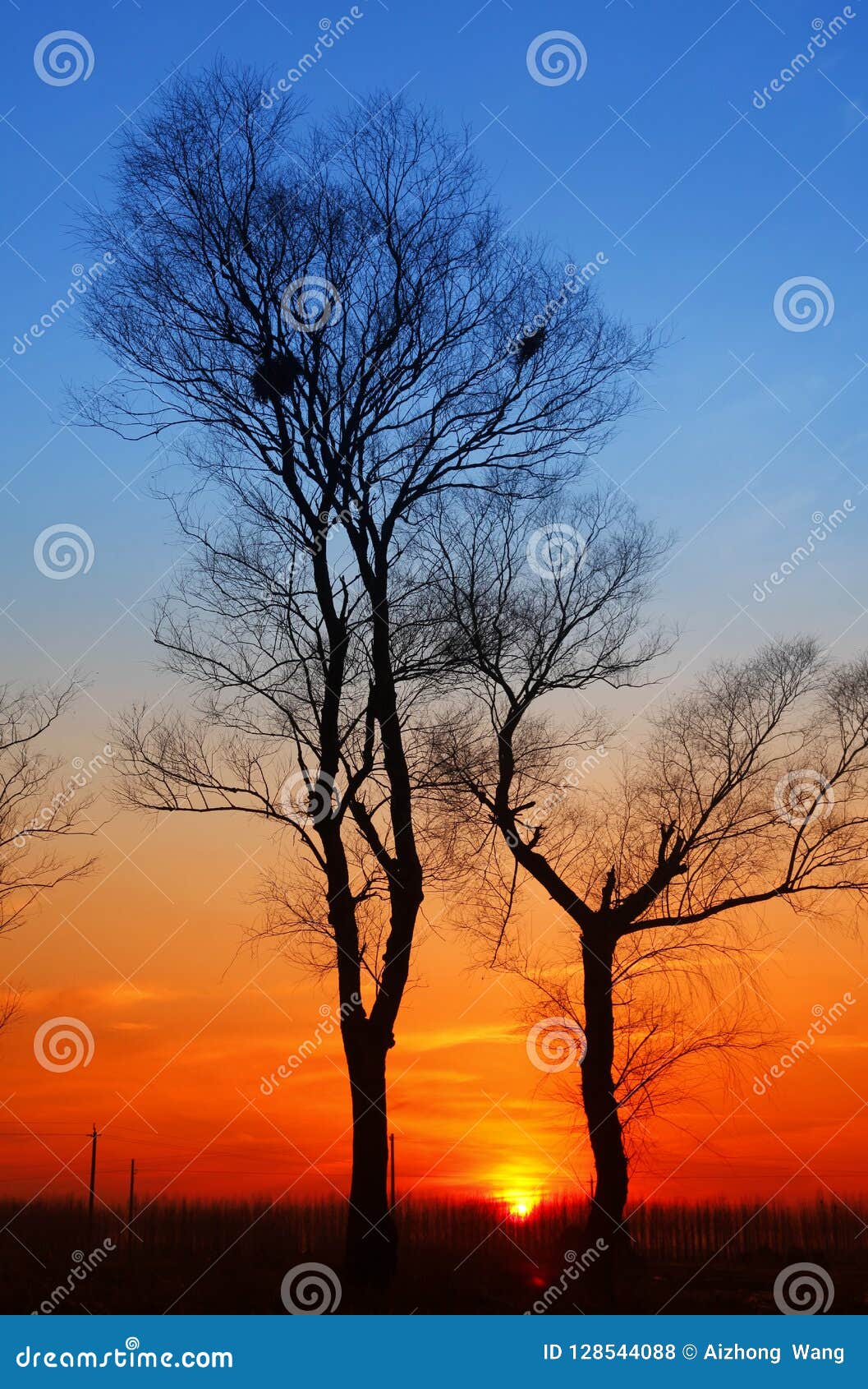 In the Evening, the Tree Silhouette, Stock Photo - Image of golden ...