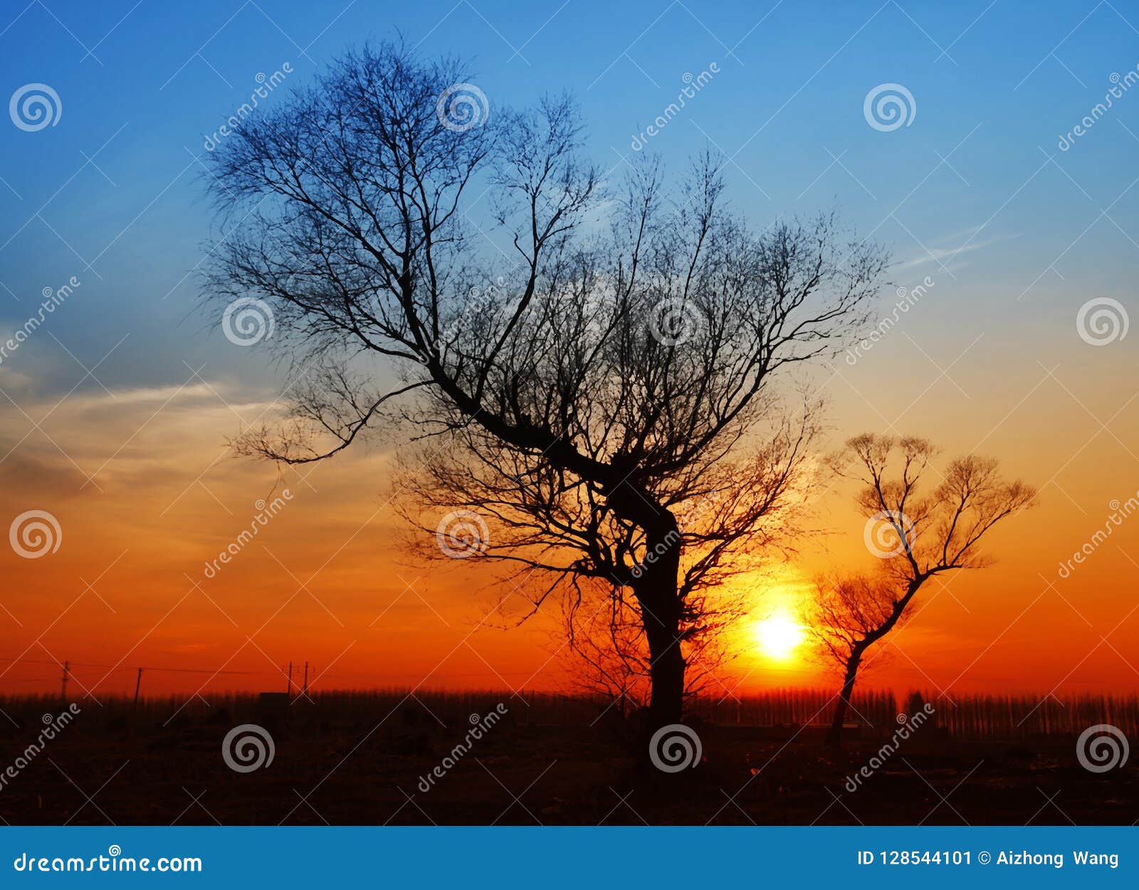 In the Evening, the Tree Silhouette, Stock Image - Image of blue ...