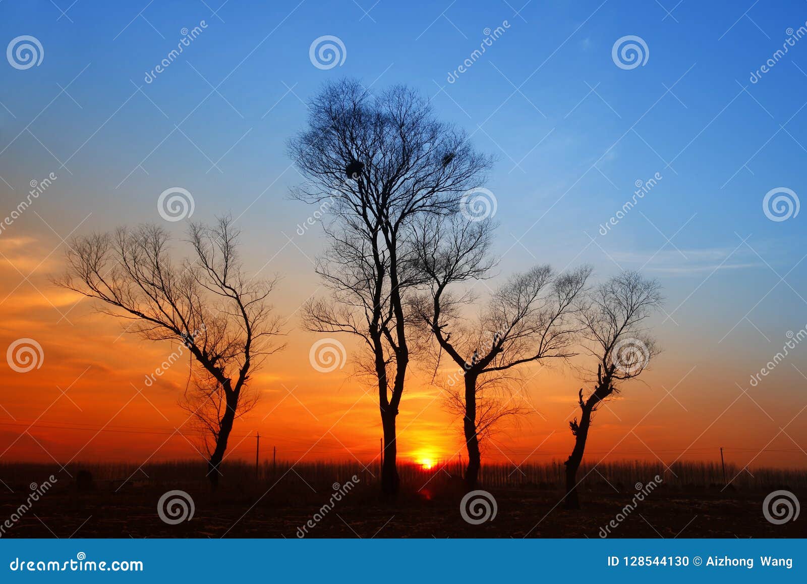 In the Evening, the Tree Silhouette Stock Photo - Image of tree ...
